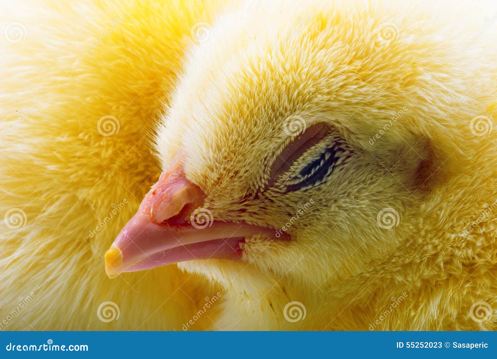 Little yellow chick stock image. Image of creature, newborn - 55252023