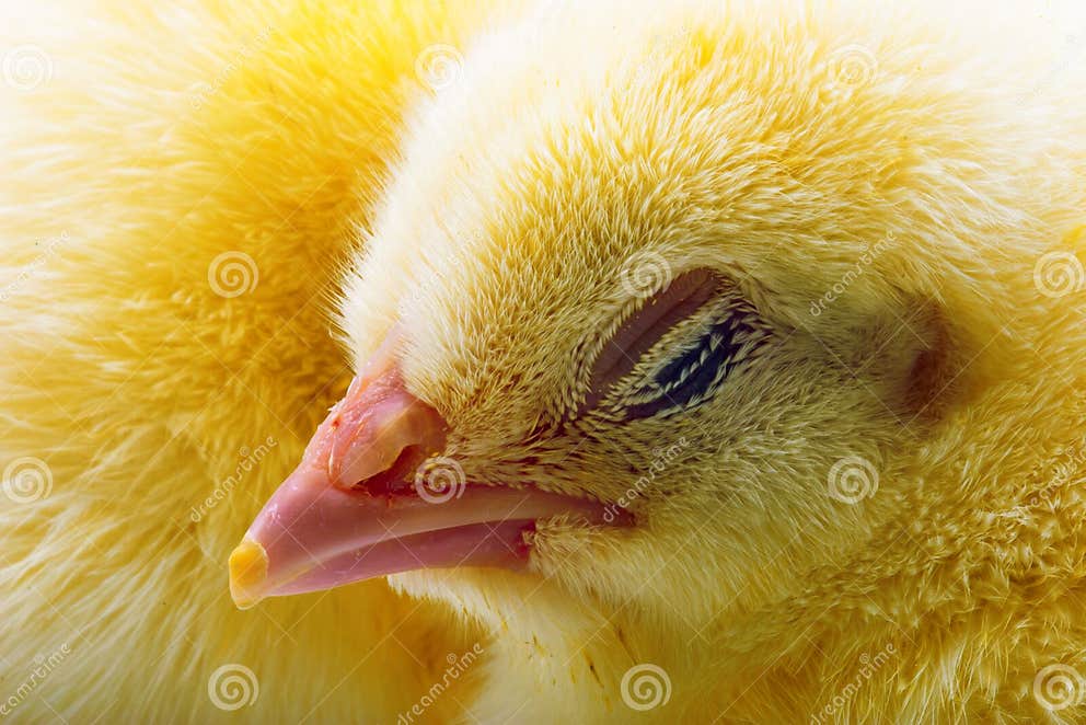 Little yellow chick stock image. Image of creature, newborn - 55252023