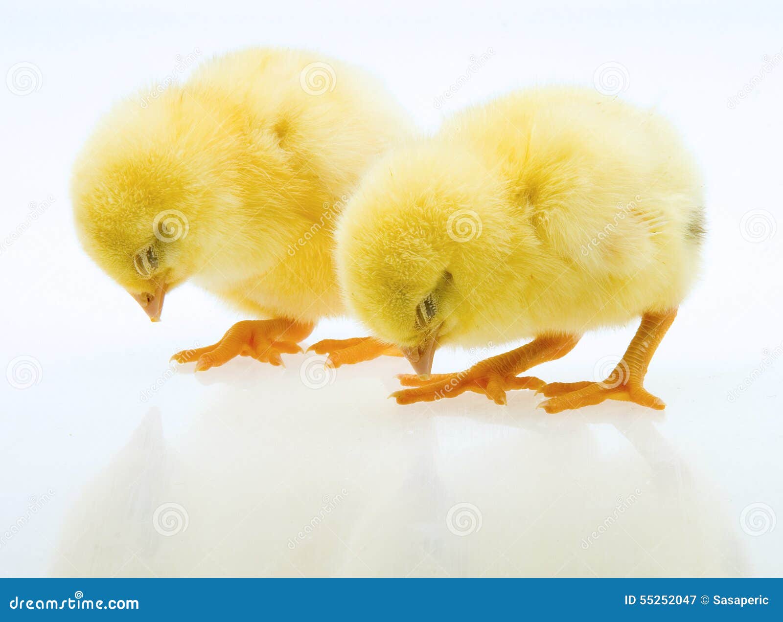 Little yellow chick stock image. Image of life, hatched - 55252047