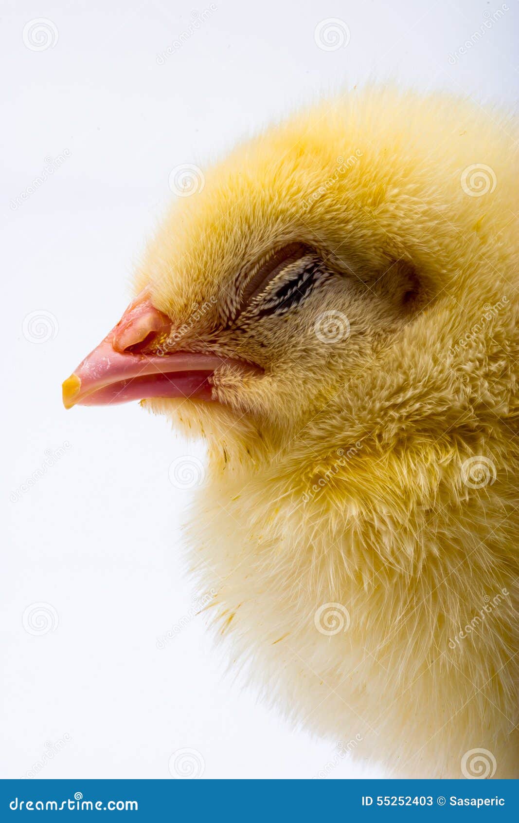 Little yellow chick stock image. Image of newborn, baby - 55252403