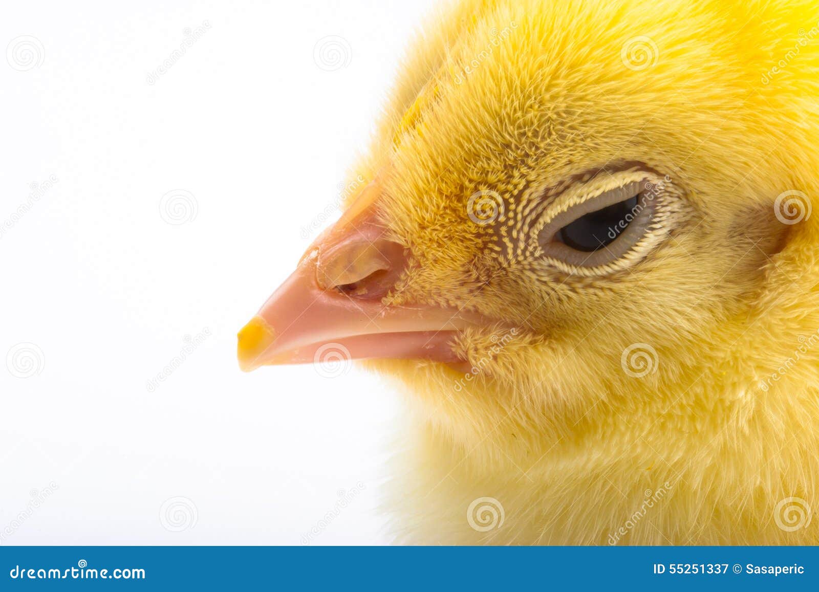 Little yellow chick stock image. Image of poultry, adorable - 55251337