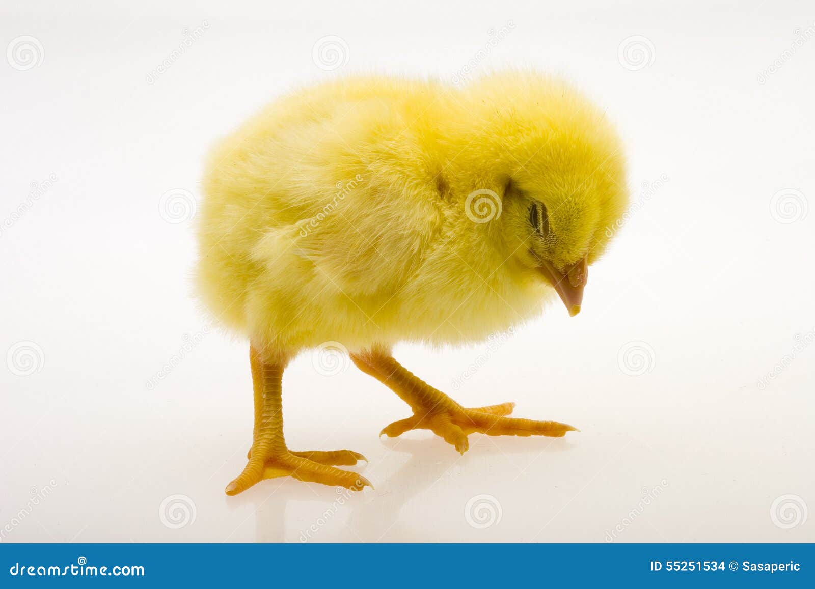 Little yellow chick stock photo. Image of isolated, animal - 55251534