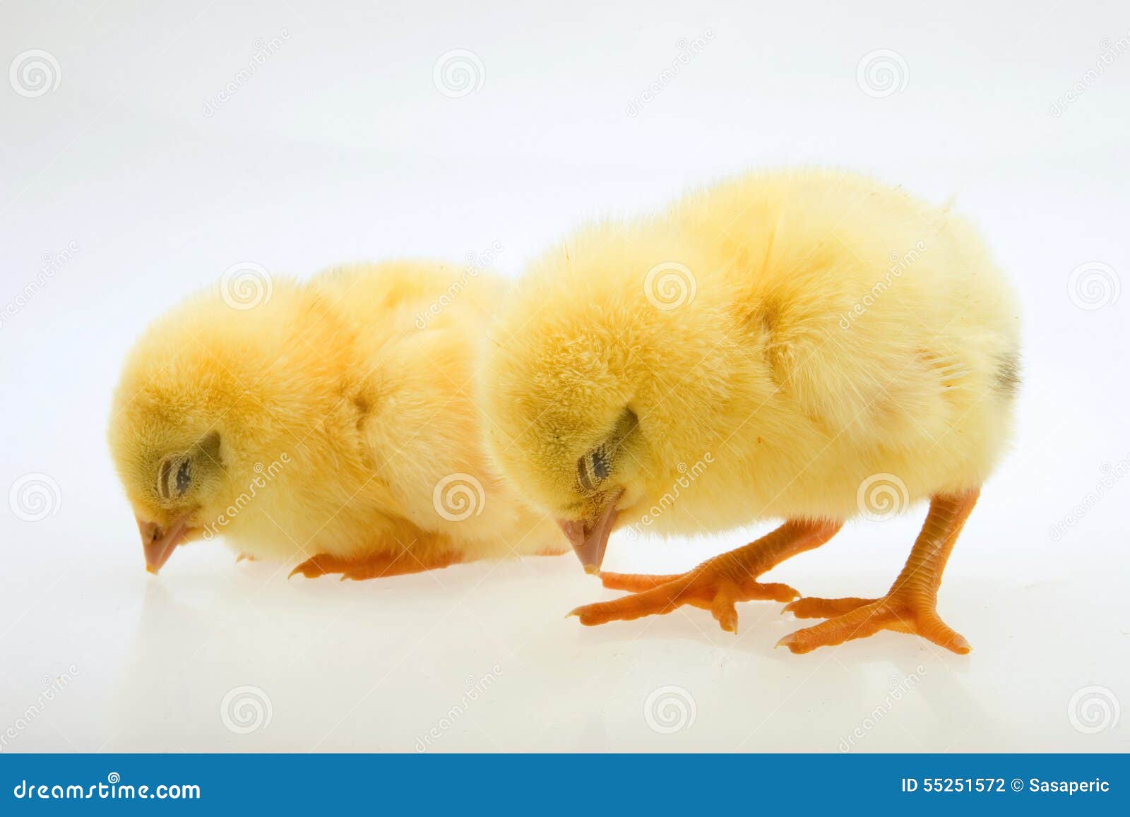Little yellow chick stock photo. Image of baby, farm - 55251572