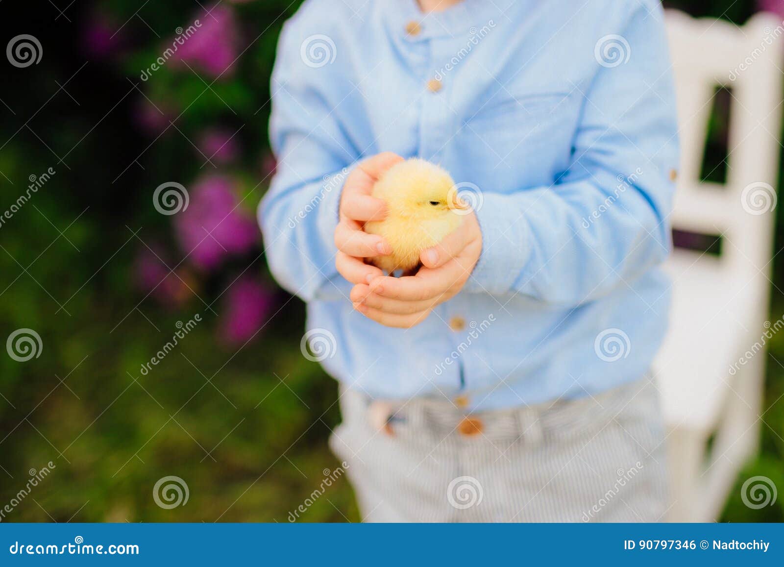 Little yellow chicken stock photo. Image of life, adorable - 90797346