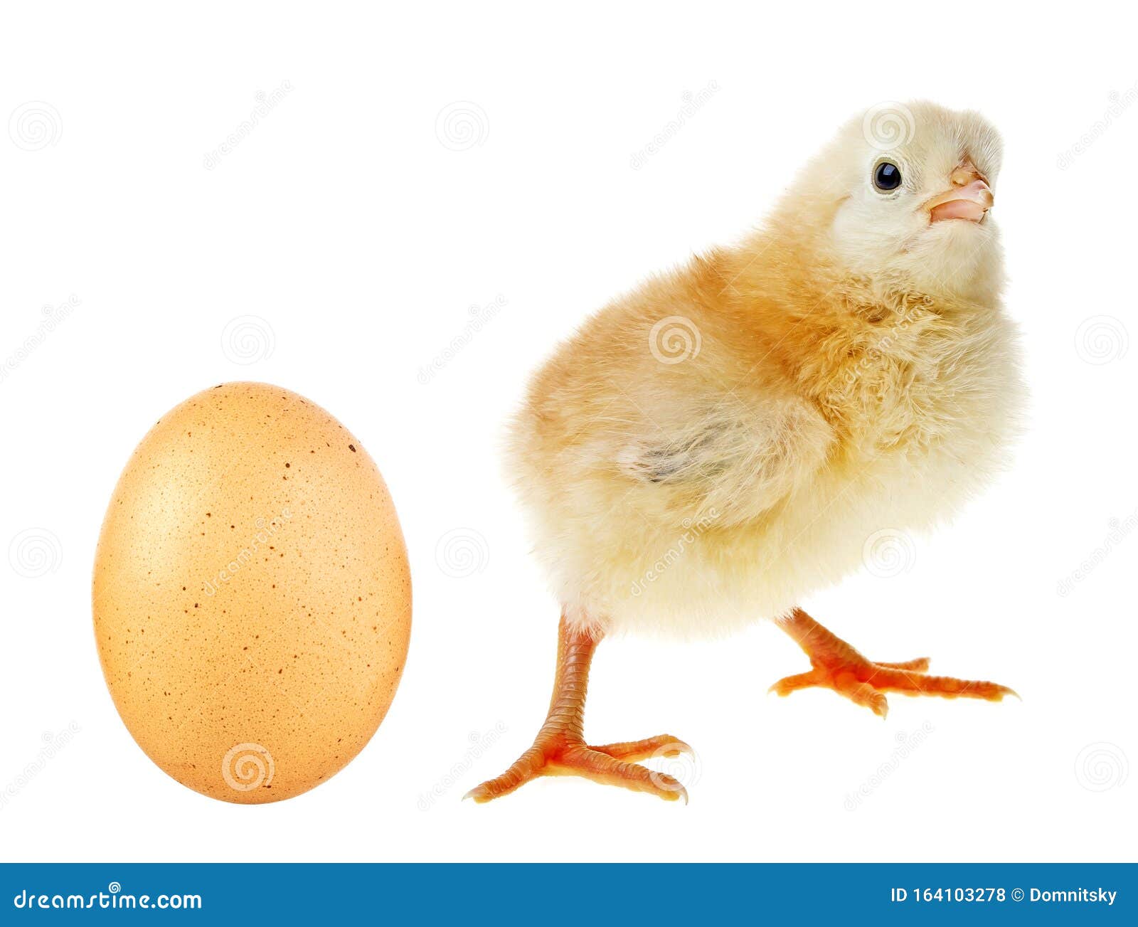 Little Yellow Chicken and Chicken Egg on White Background Stock Photo ...