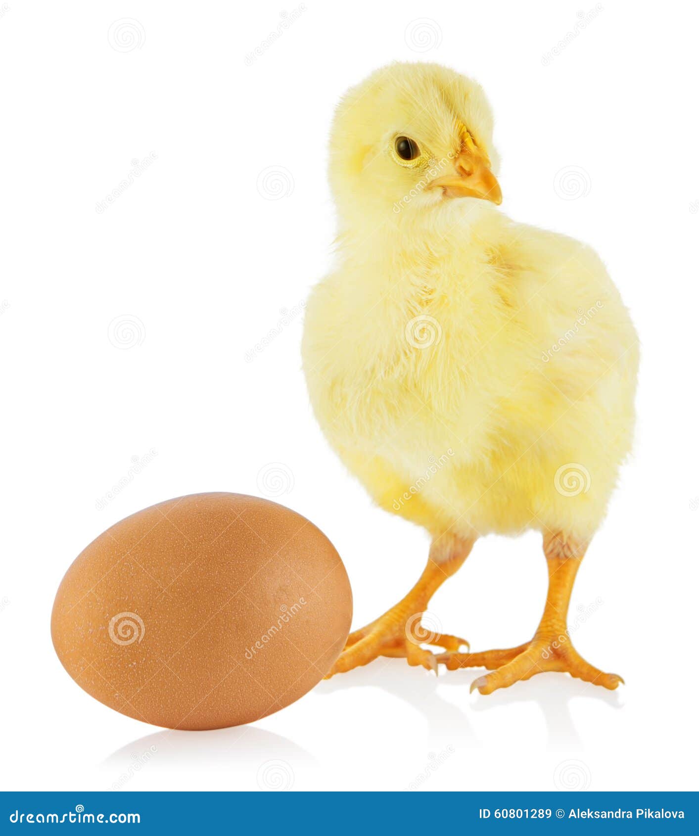 Little yellow chicken stock image. Image of fledgling - 60801289
