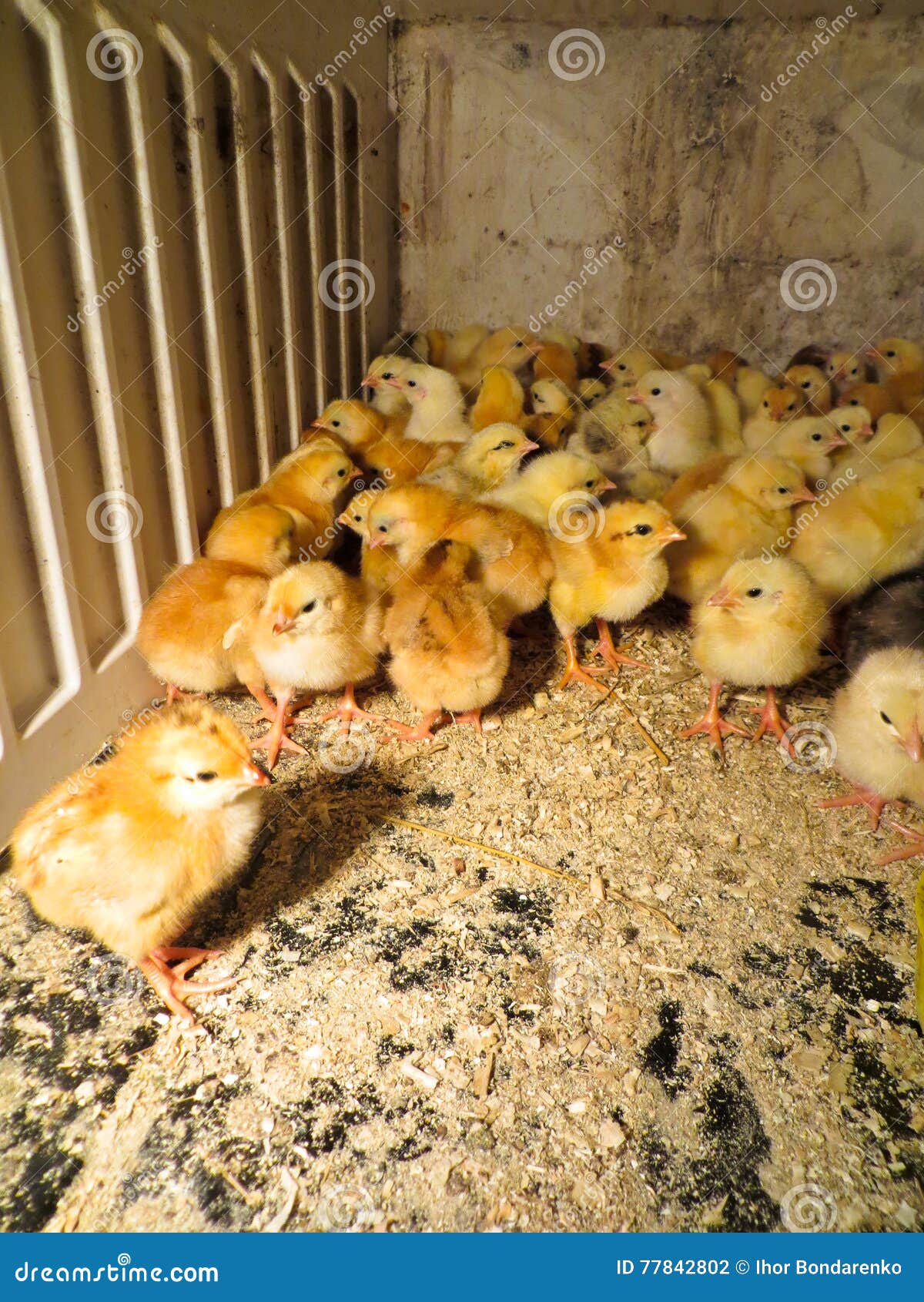 Little yellow chickens stock photo. Image of chicken - 77842802