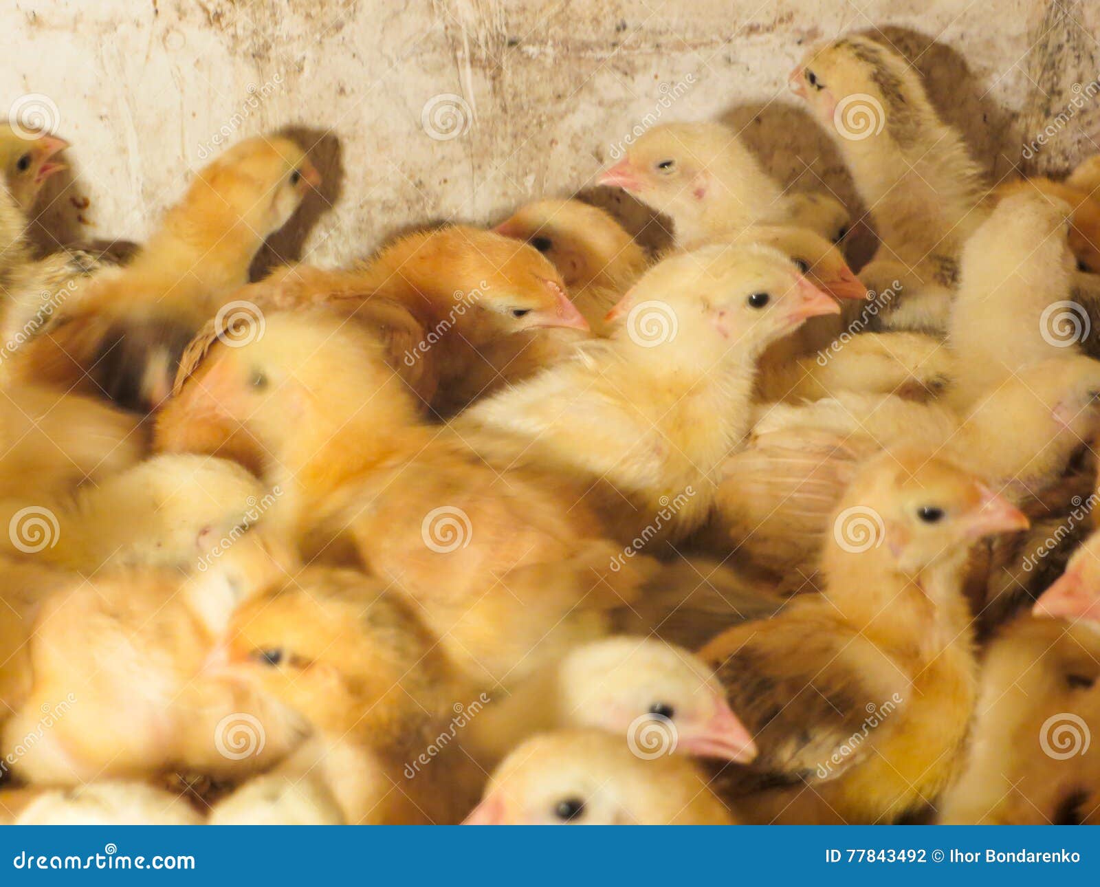 Little yellow chickens stock photo. Image of grow, chiken - 77843492