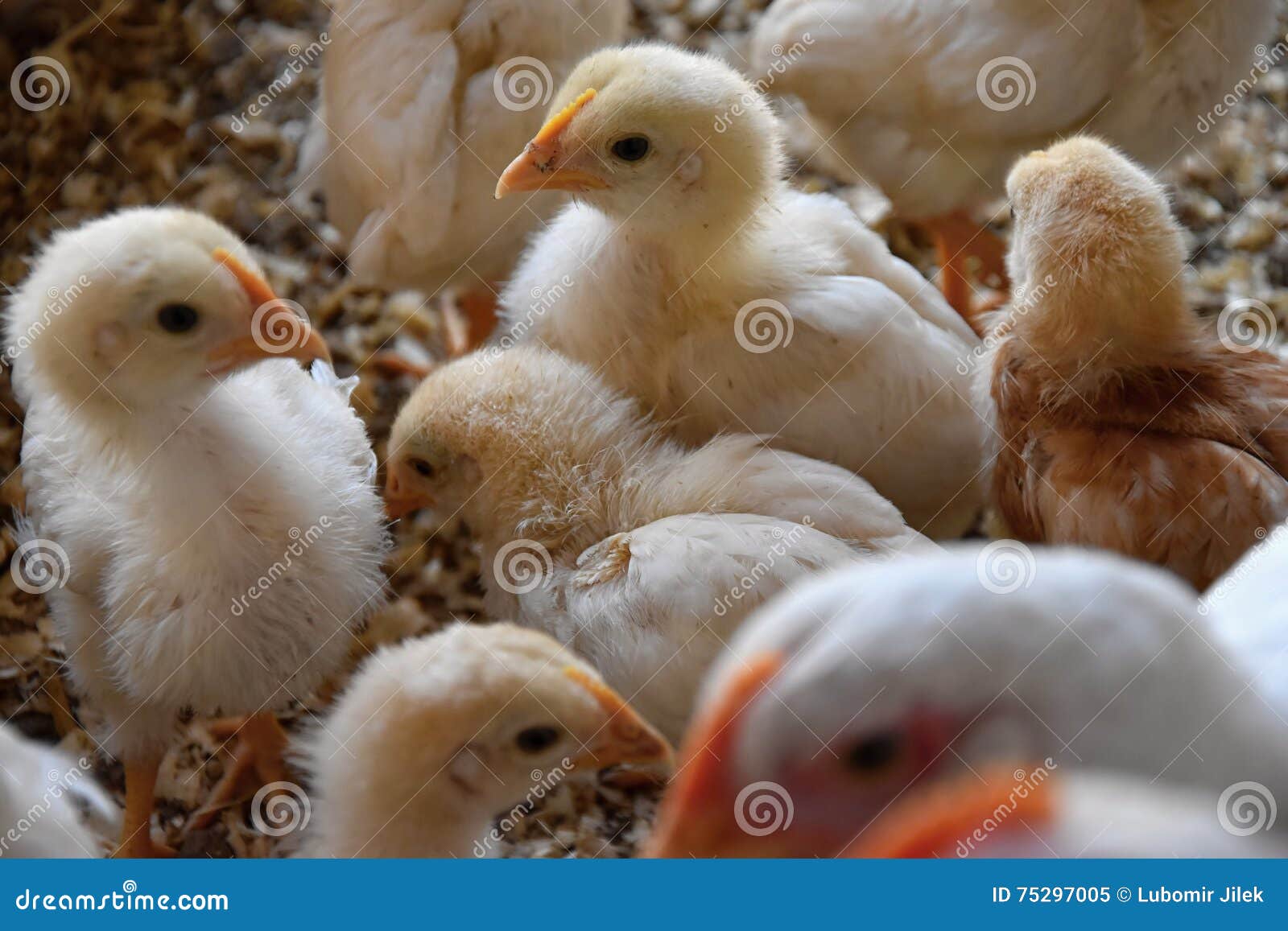Little yellow chicks stock image. Image of rural, color - 75297005