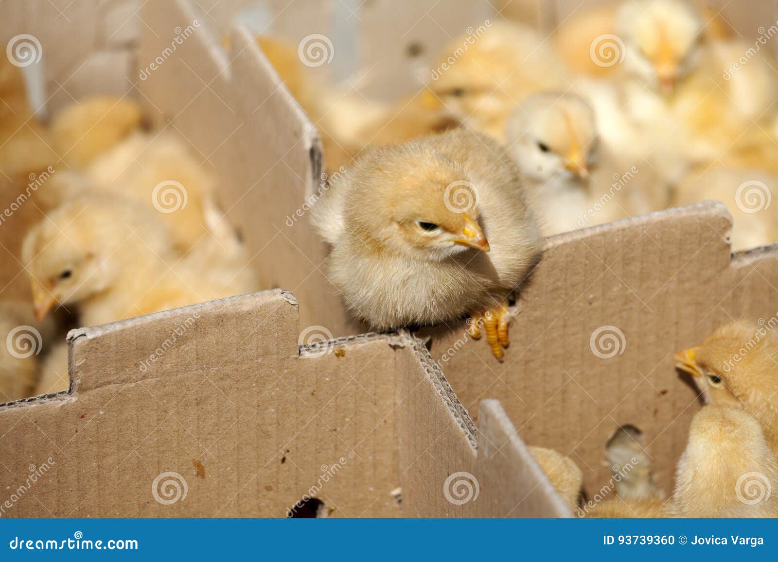 Little yellow chicks stock photo. Image of feather, fuzzy - 93739360