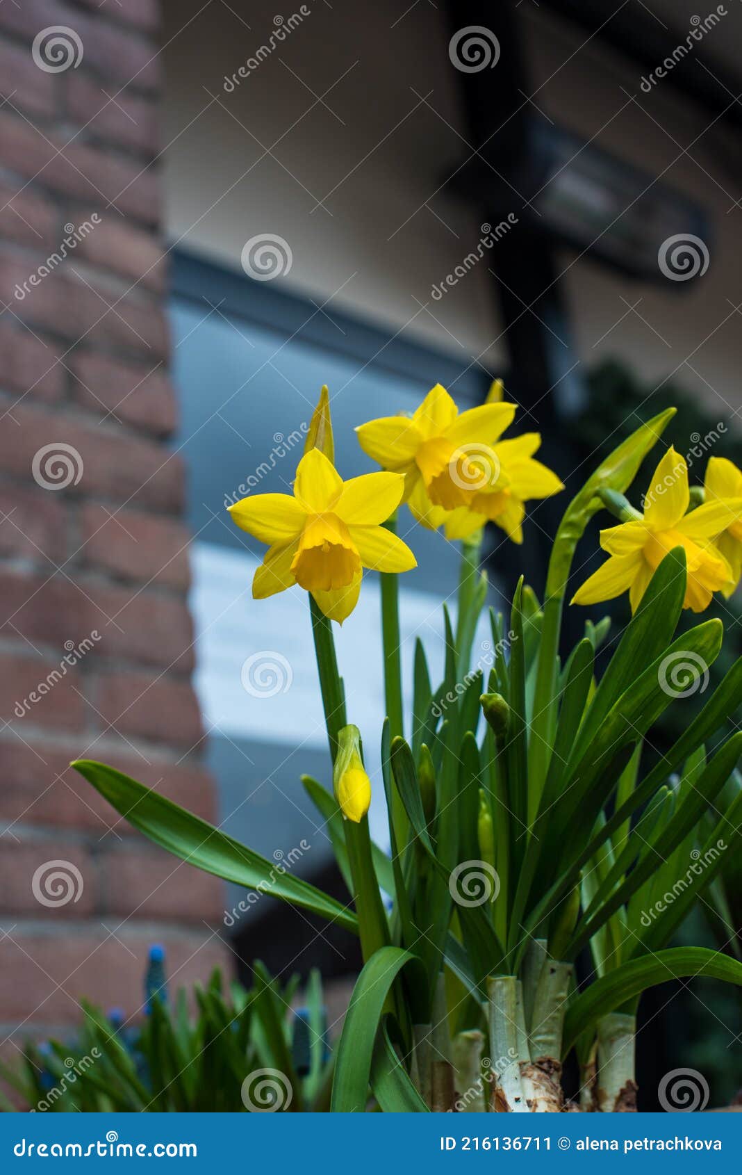 Little Yellow Daffodils in Spring Amsterdam Stock Image - Image of ...