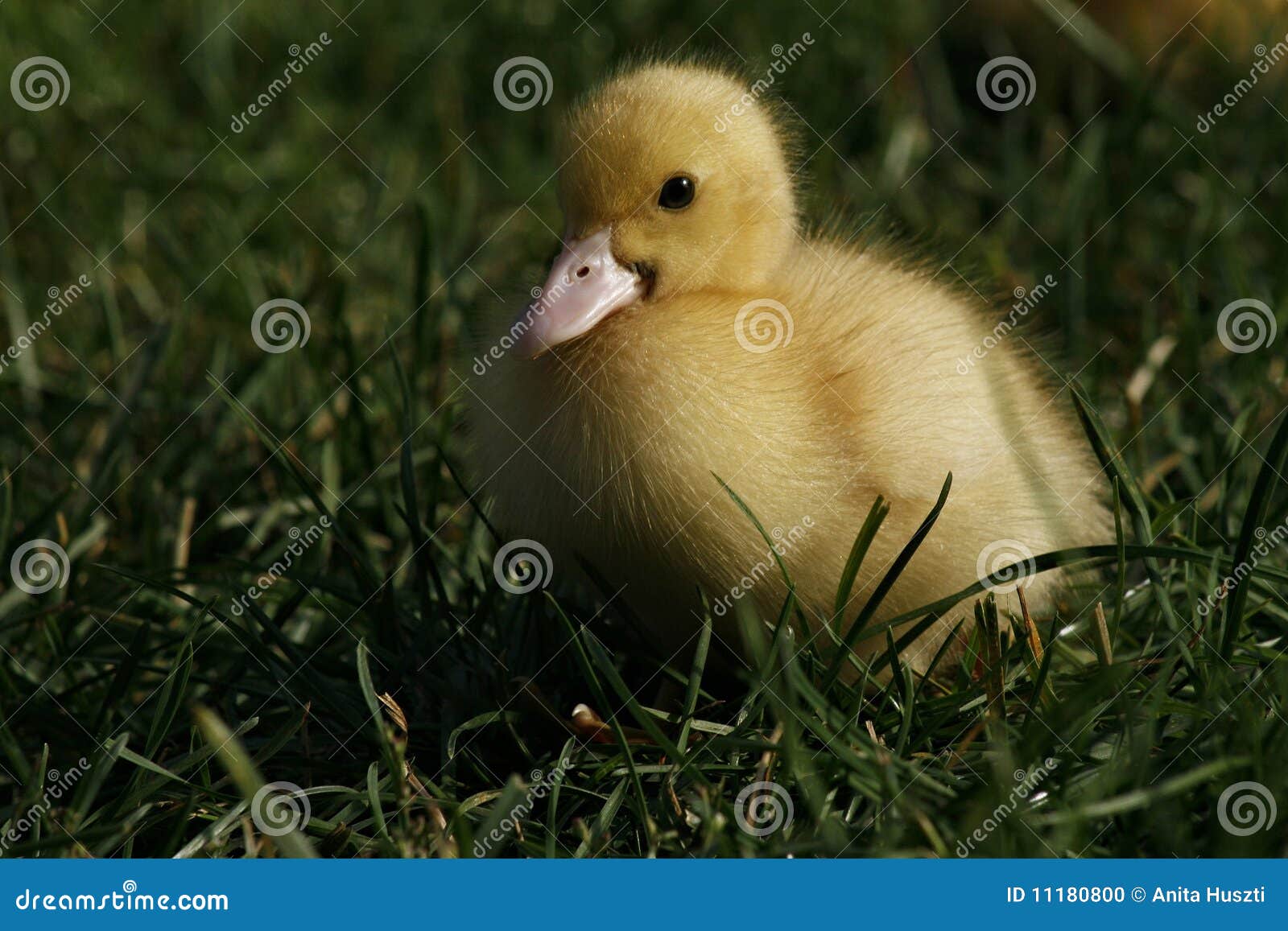 Little yellow duck stock photo. Image of yellow, bird - 11180800