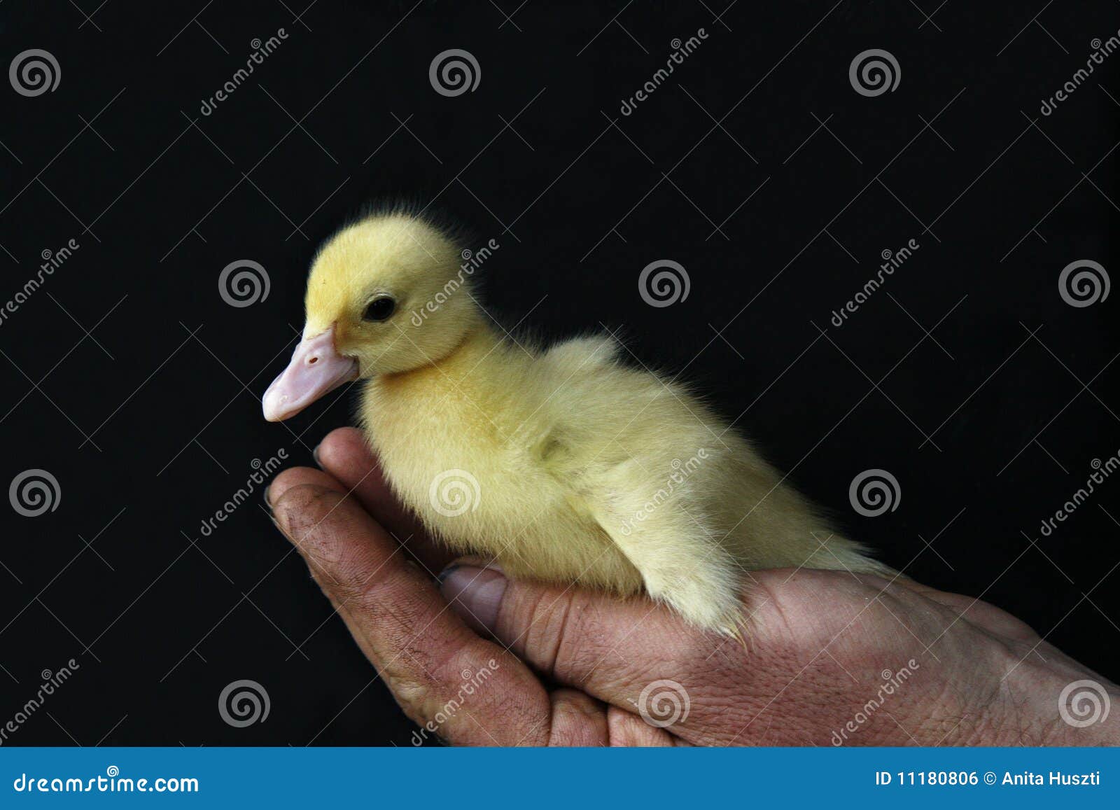 Little yellow duck stock photo. Image of christianity - 11180806