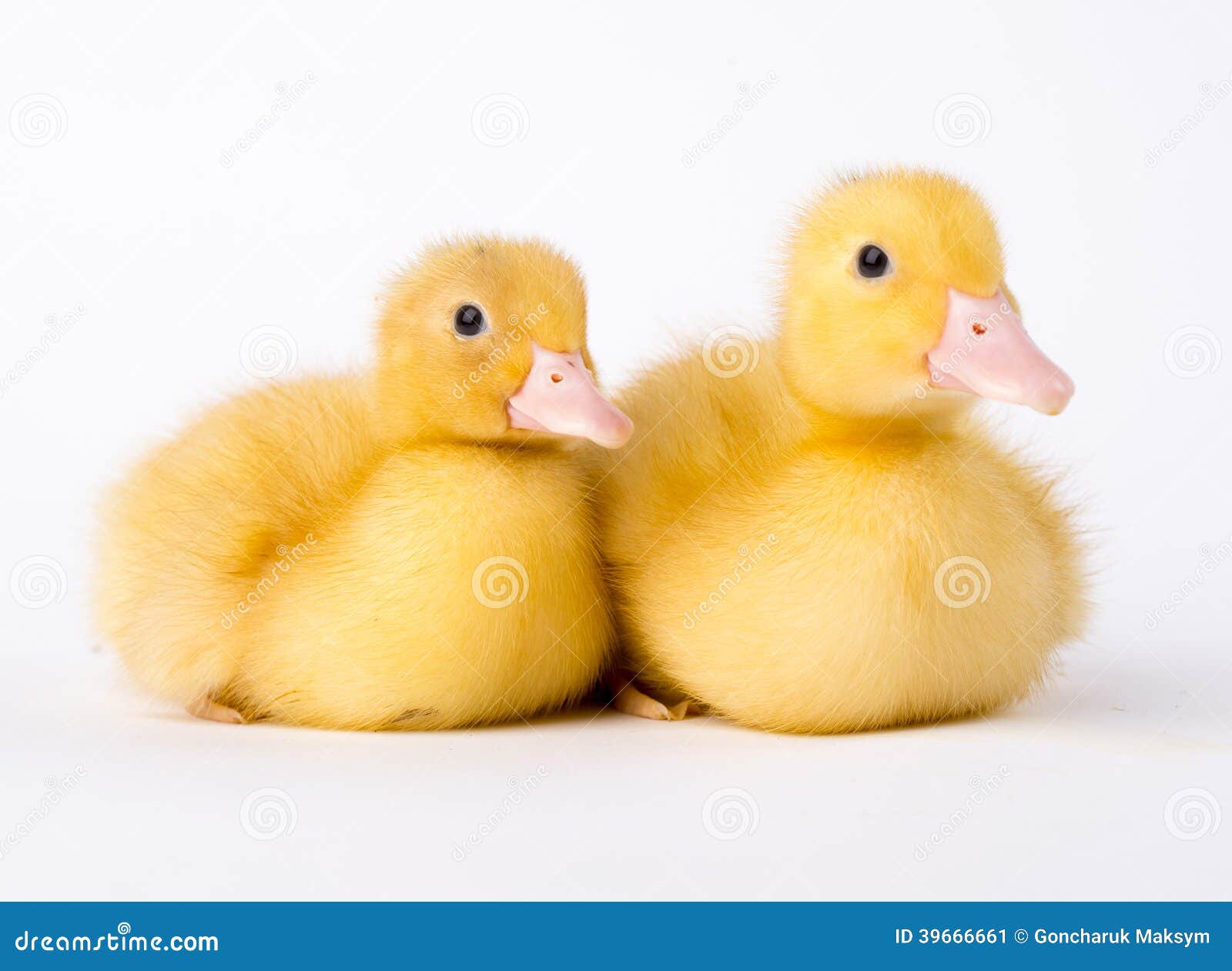 Little yellow duckling stock image. Image of friends - 39666661