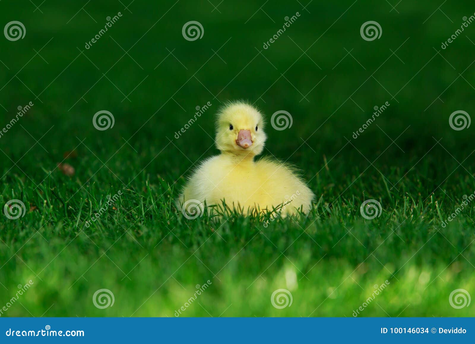 Little yellow duckling stock photo. Image of look, pets - 100146034