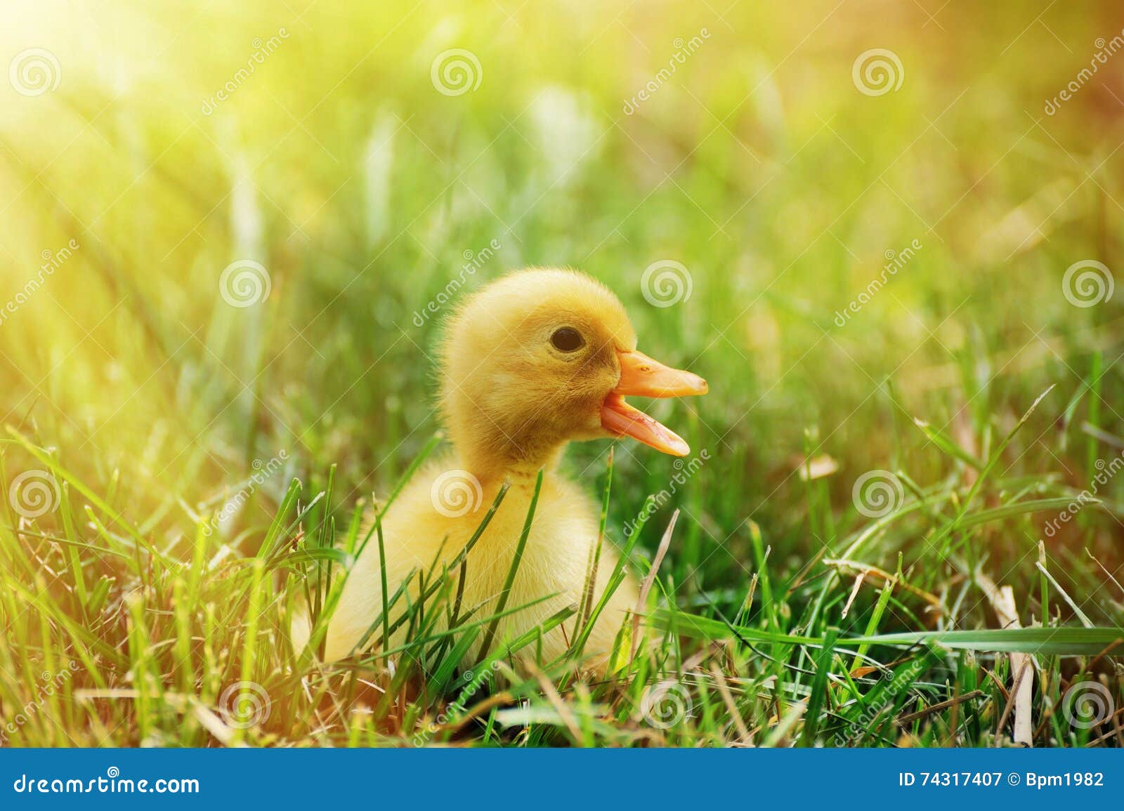 Little yellow duckling stock image. Image of cute, beak - 74317407