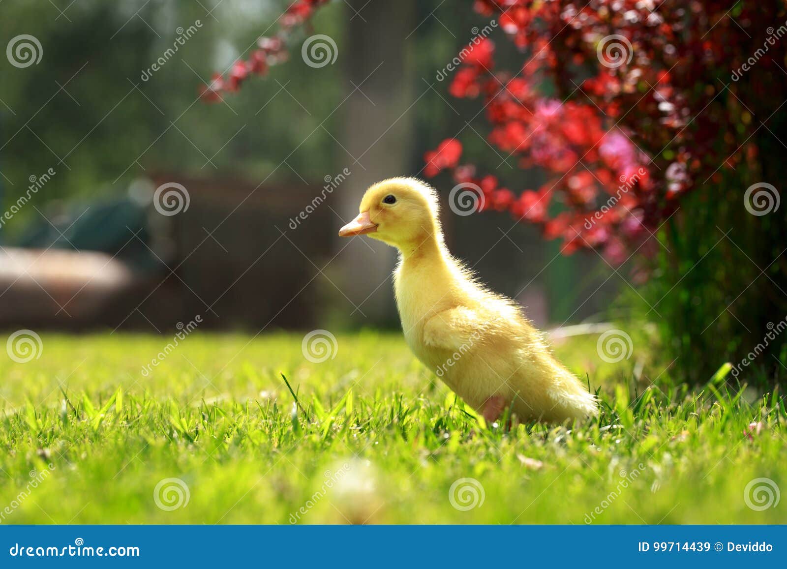 Little yellow duckling stock image. Image of beaked, family - 99714439