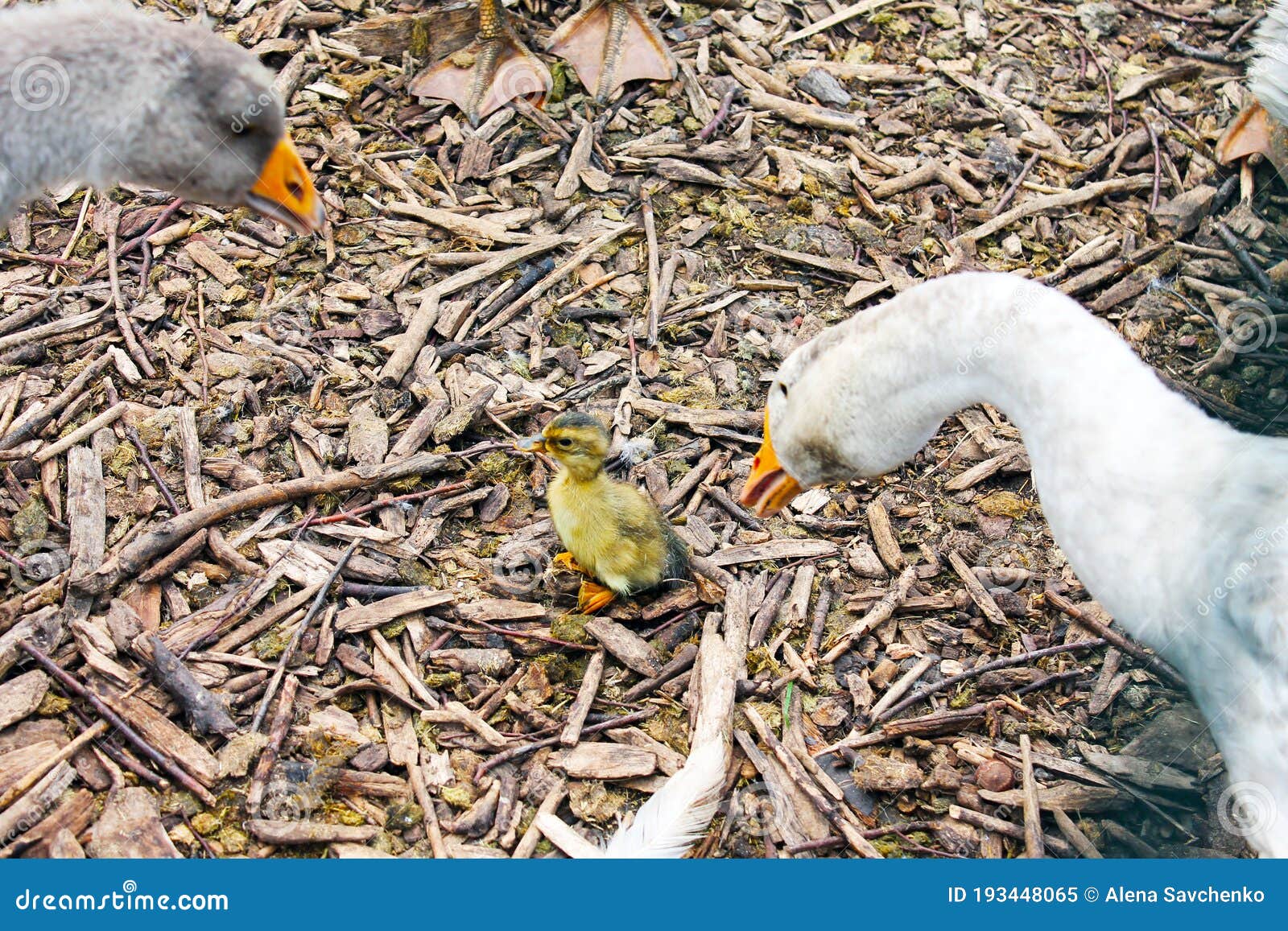 Little Yellow Duckling with Mom and Dad Stock Image - Image of nature ...