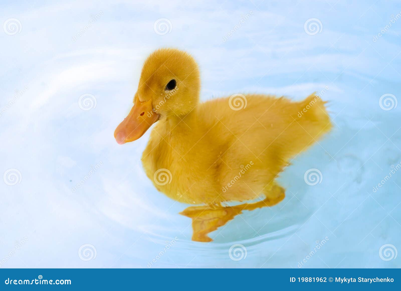 Little Yellow Duckling Swimming Stock Photo - Image of animals, splash ...