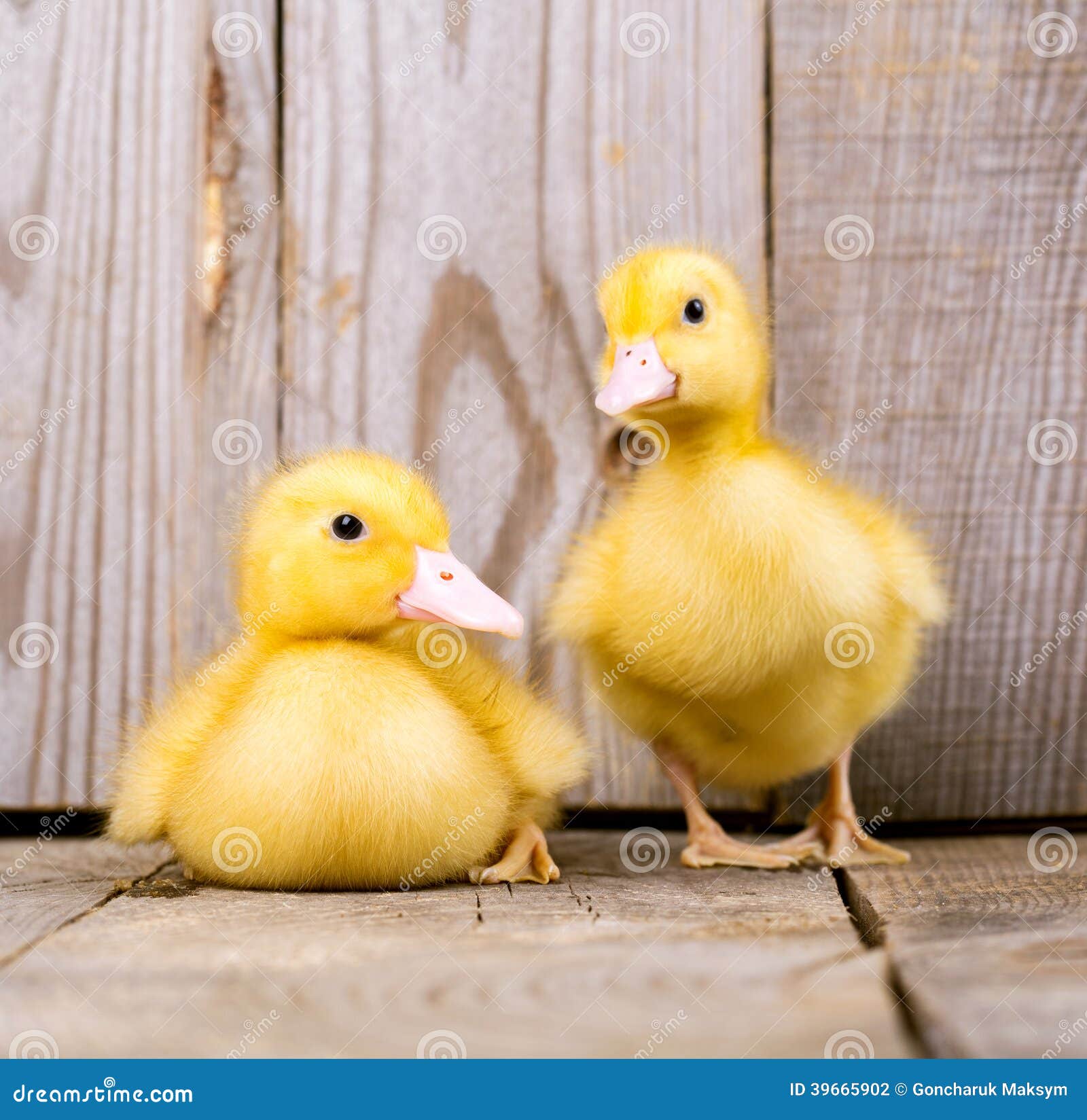Little yellow duckling stock photo. Image of bird, soft - 39665902
