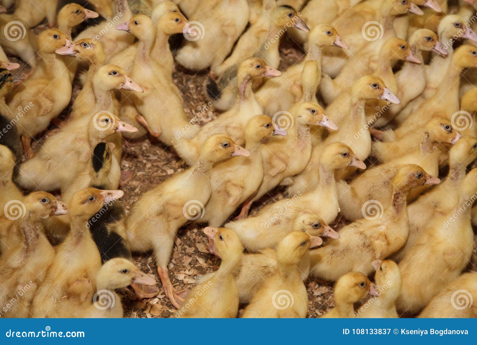 Little Yellow Ducklings on the Farm Stock Image - Image of poultry ...
