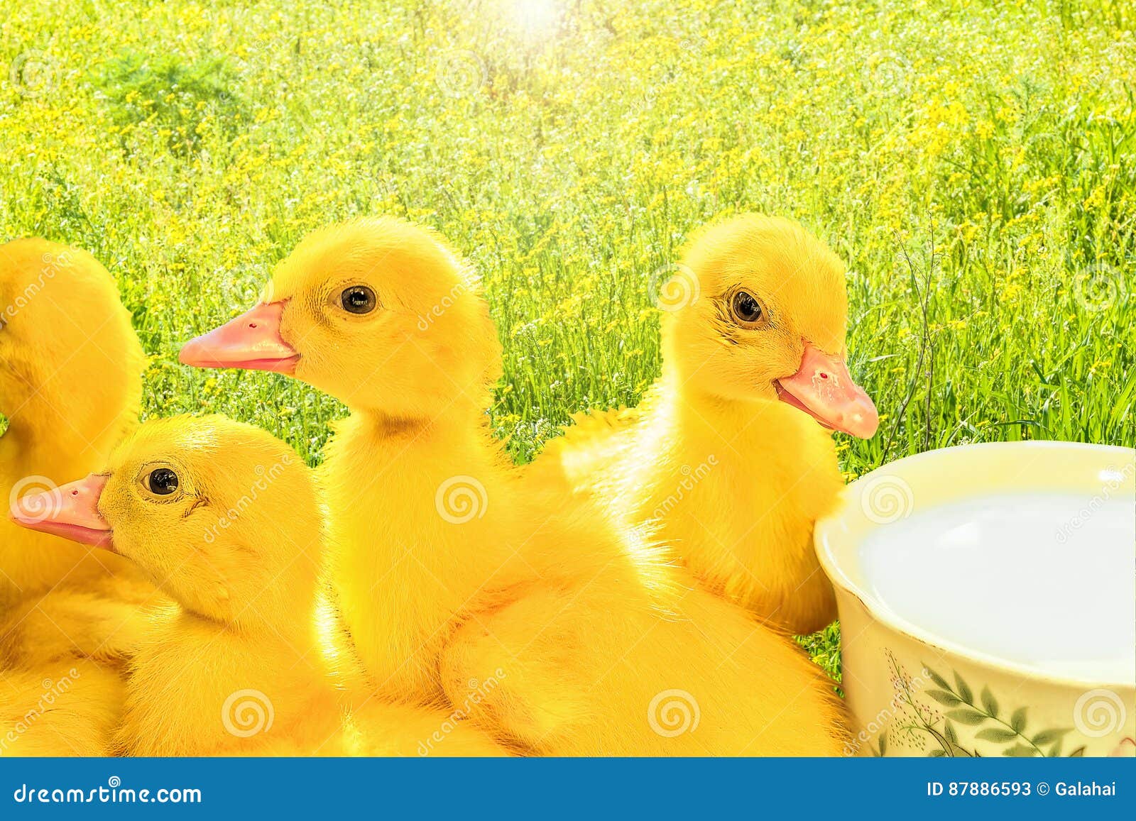 Little Yellow Ducklings on the Spring Meadow, Backlight Stock Image ...