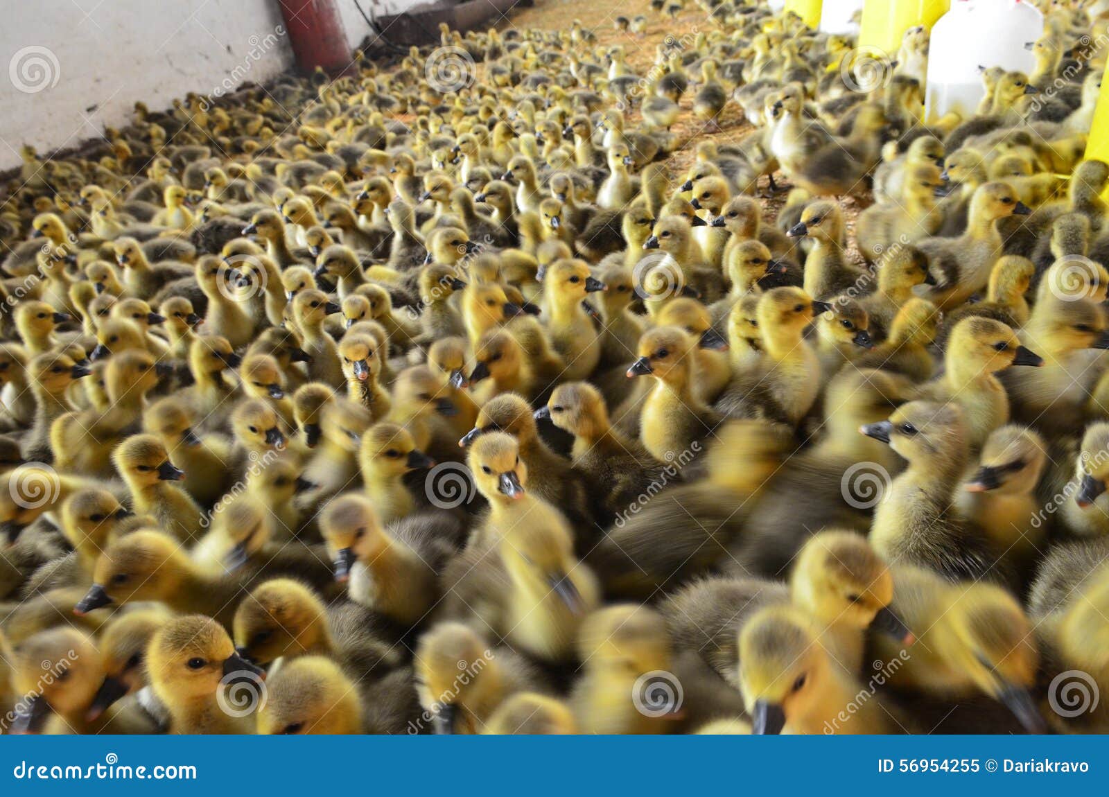 Little yellow ducks stock image. Image of farm, small - 56954255