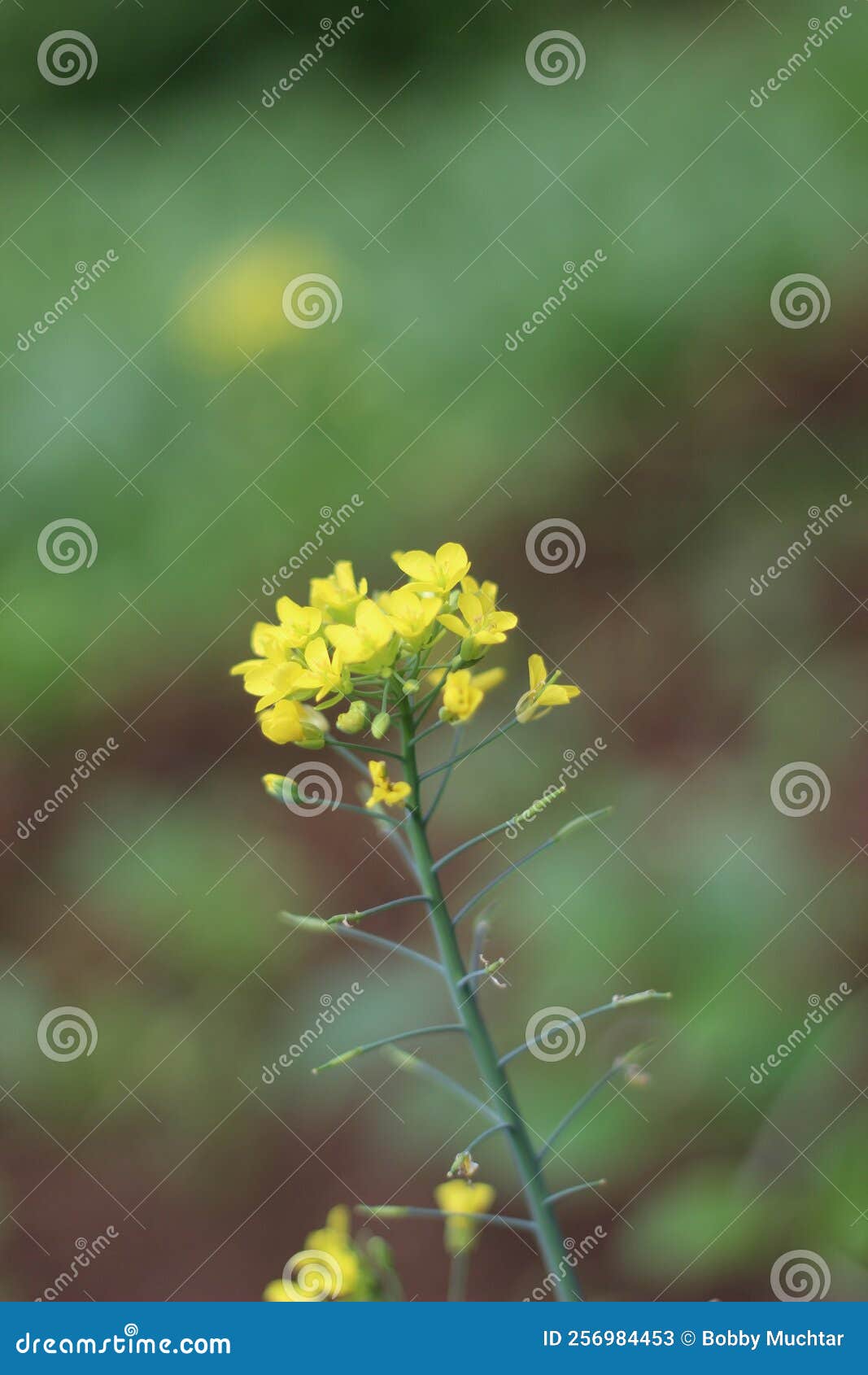 Little yellow flower stock image. Image of photooftheday - 256984453