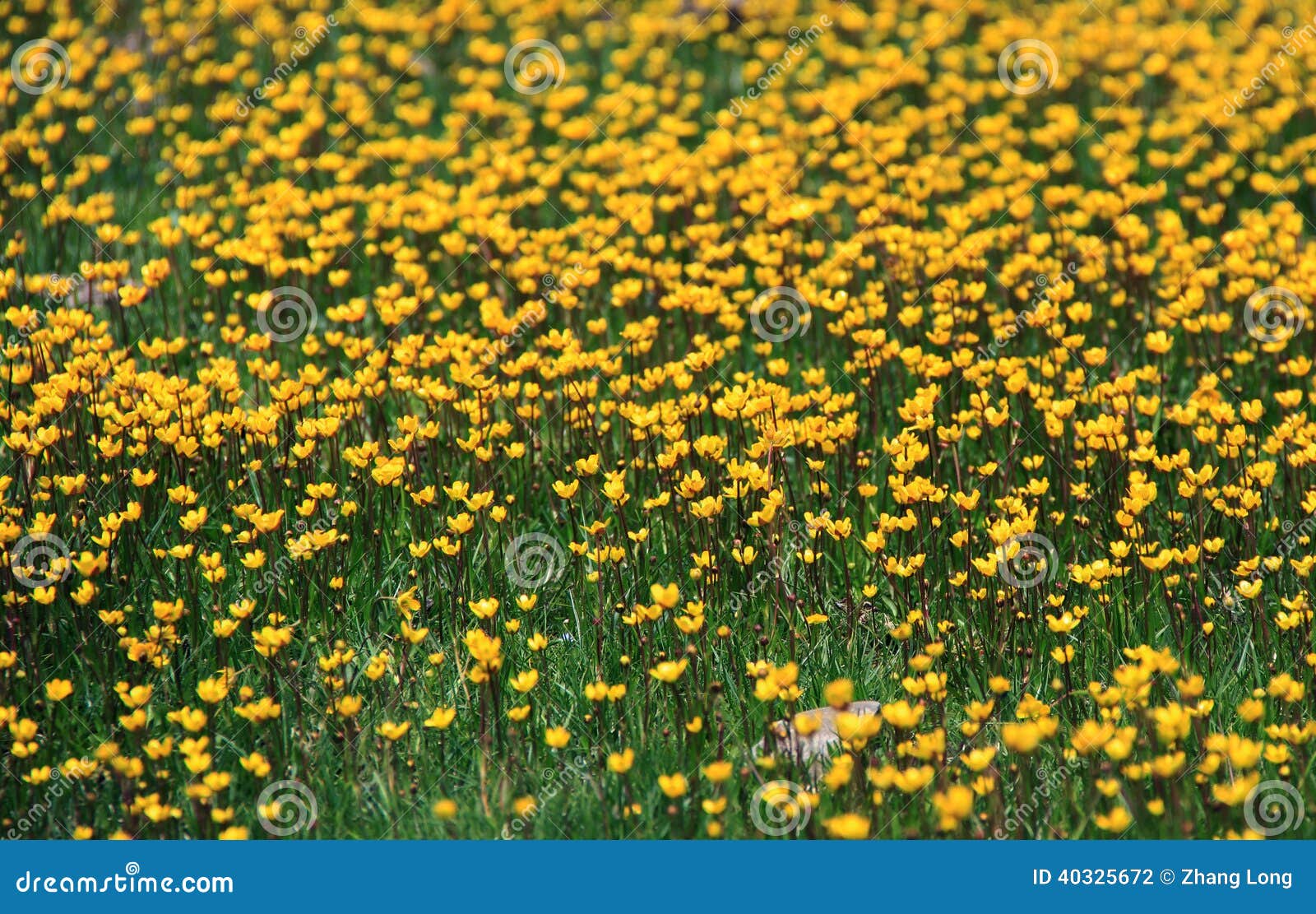 Little Yellow Flower Blooms Stock Photo - Image of grass, backgroud ...