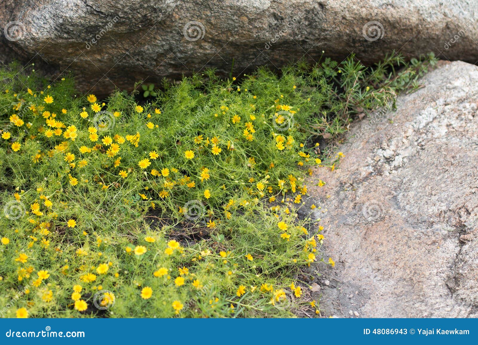 Little Yellow Flower with Rocks Stock Image - Image of blurred, rock ...