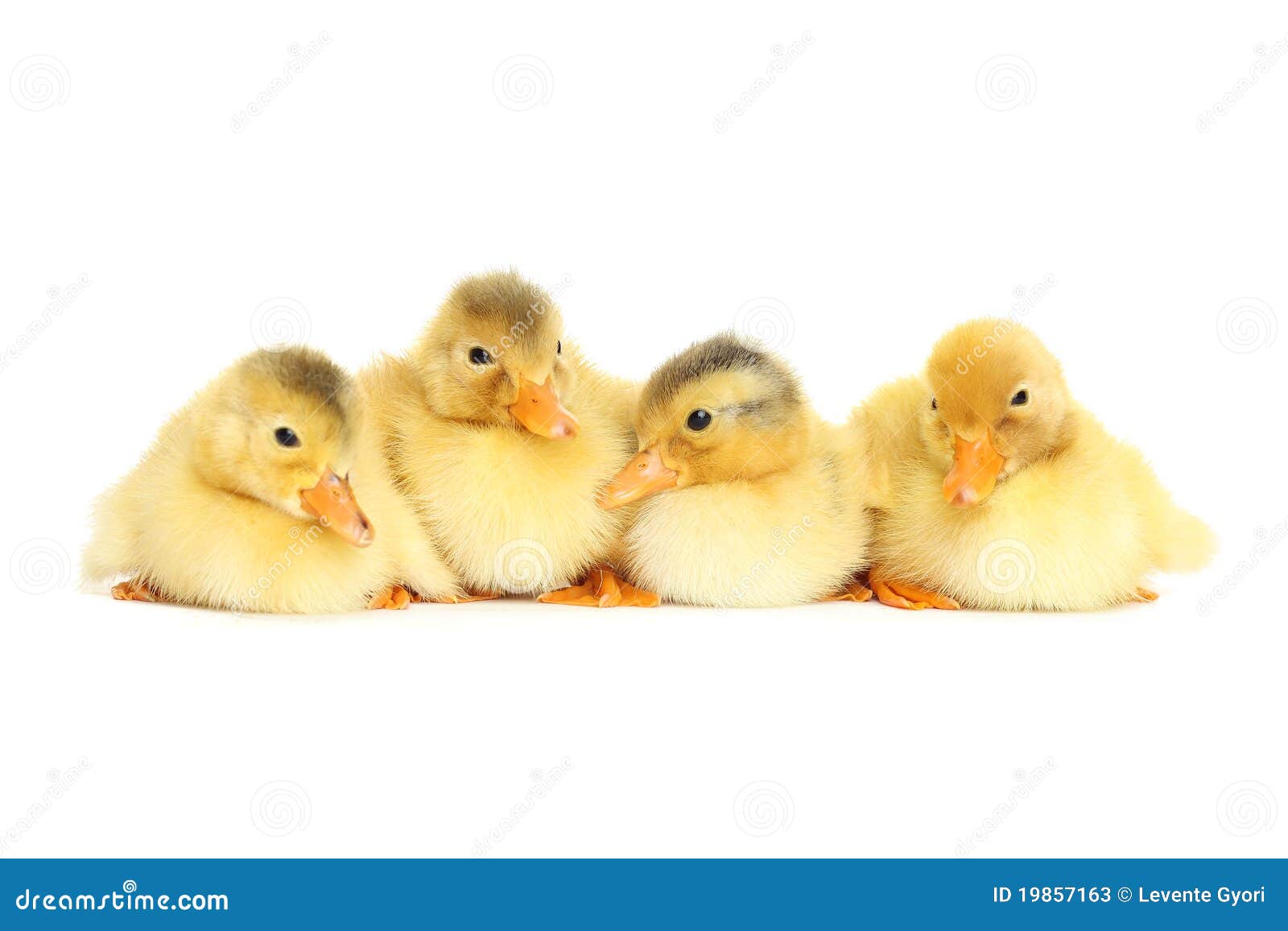 Little Yellow Fluffy Ducklings Stock Image - Image of newborn, nurture ...