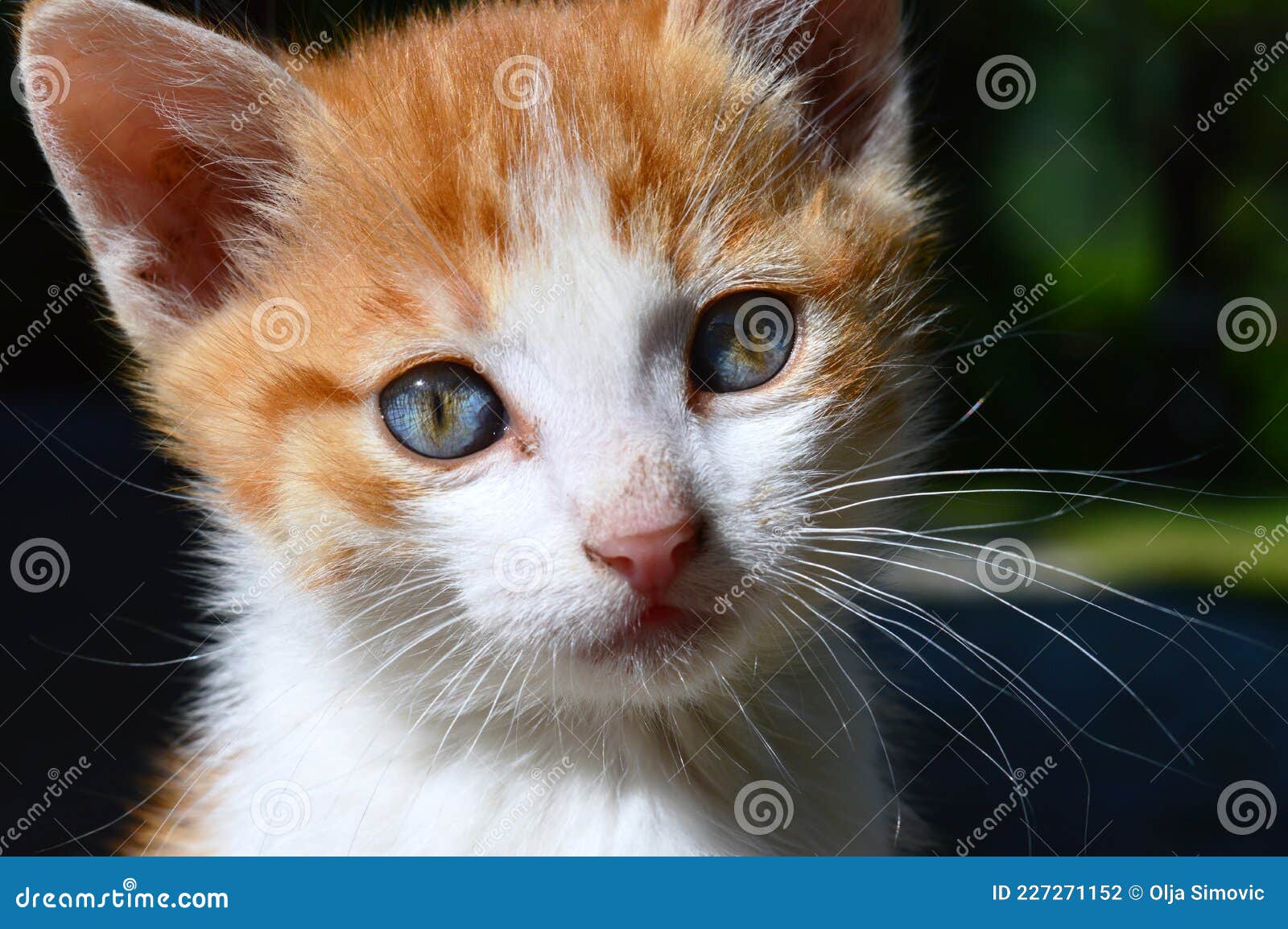 Little Yellow Kitten with Blue Eyes Stock Photo - Image of blue, little ...