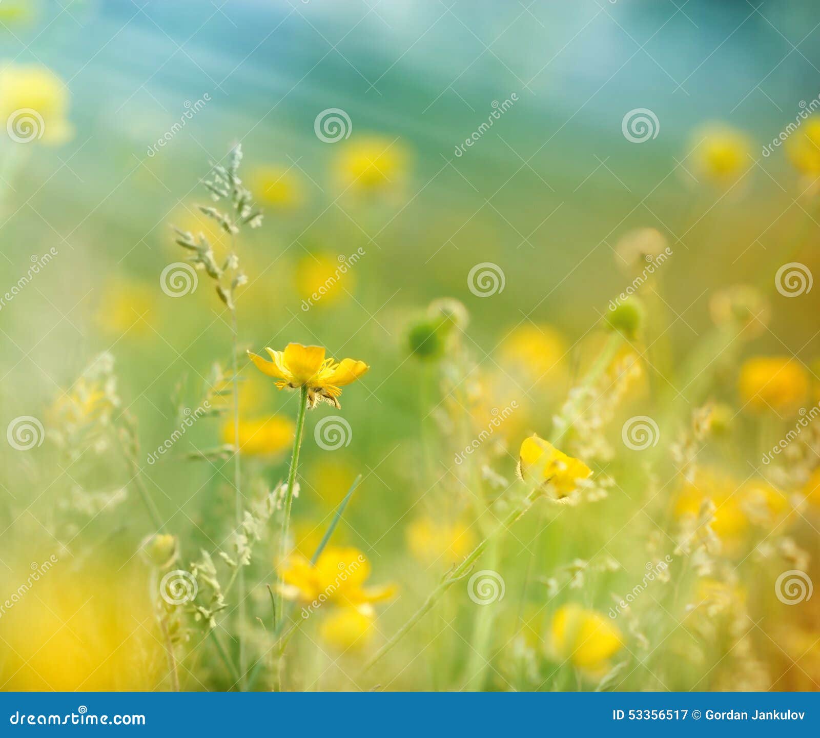 Little Yellow Meadow Flowers Stock Image - Image of fragility, beauty ...