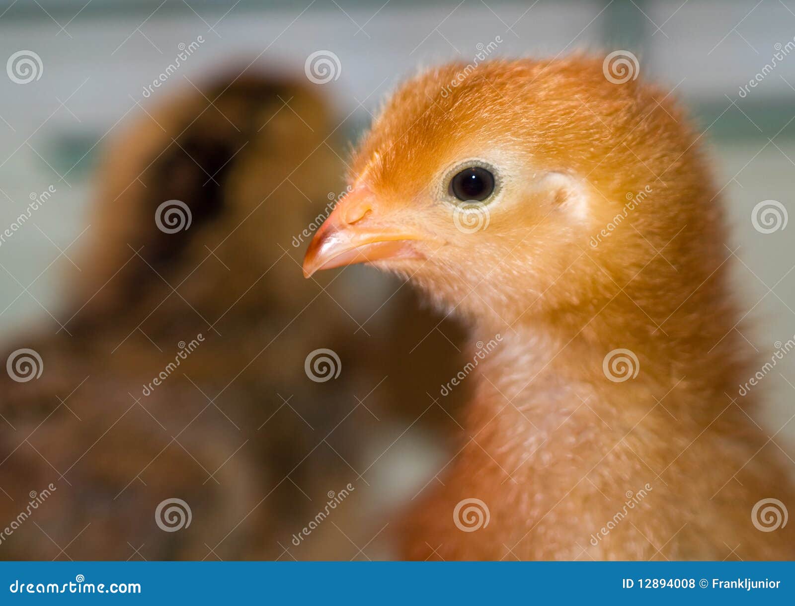 Little Yellow and Orange Fuzzy Chick Stock Photo - Image of cute, beak ...