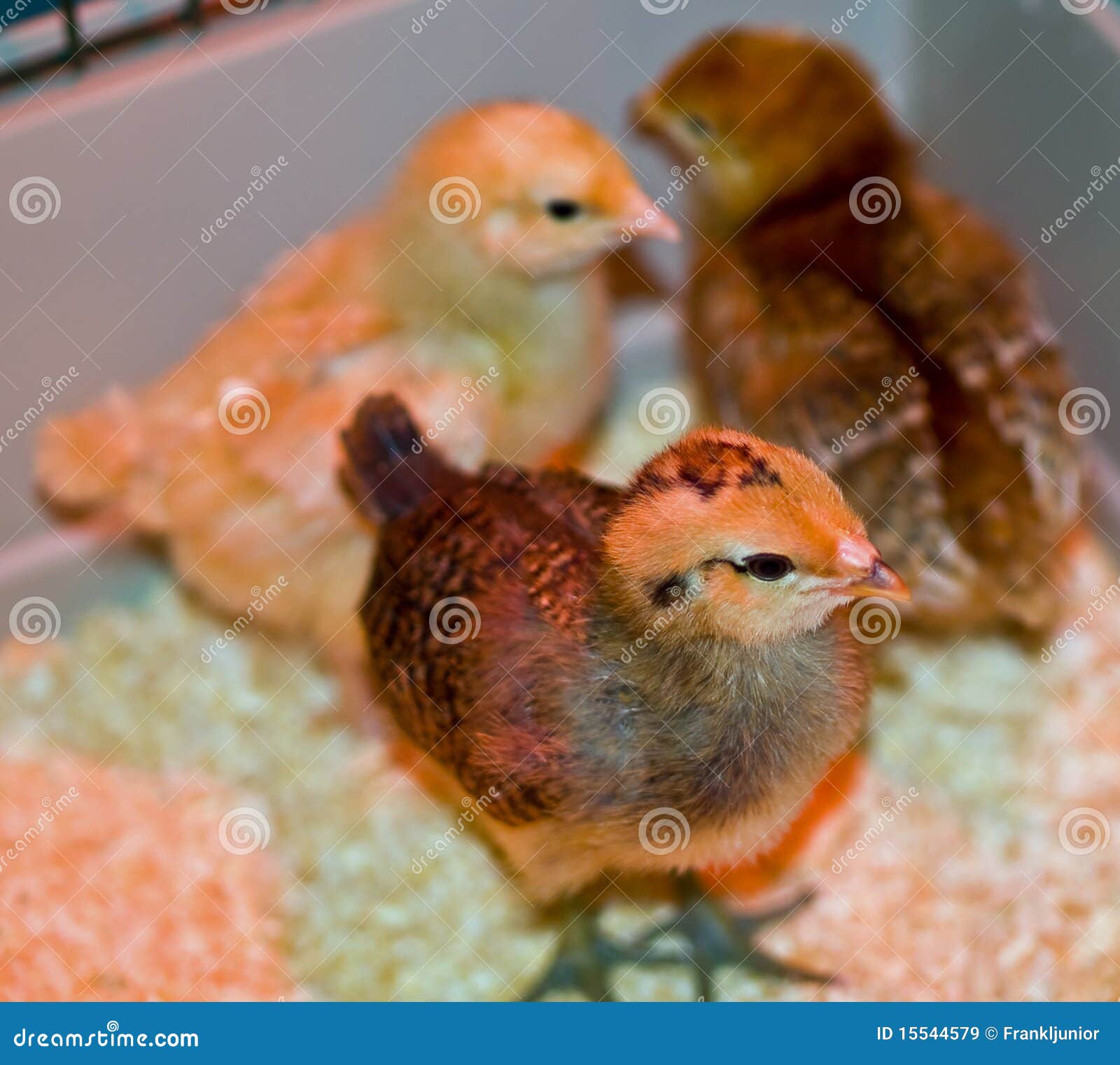 Little Yellow and Orange Fuzzy Chick Stock Image - Image of feather ...
