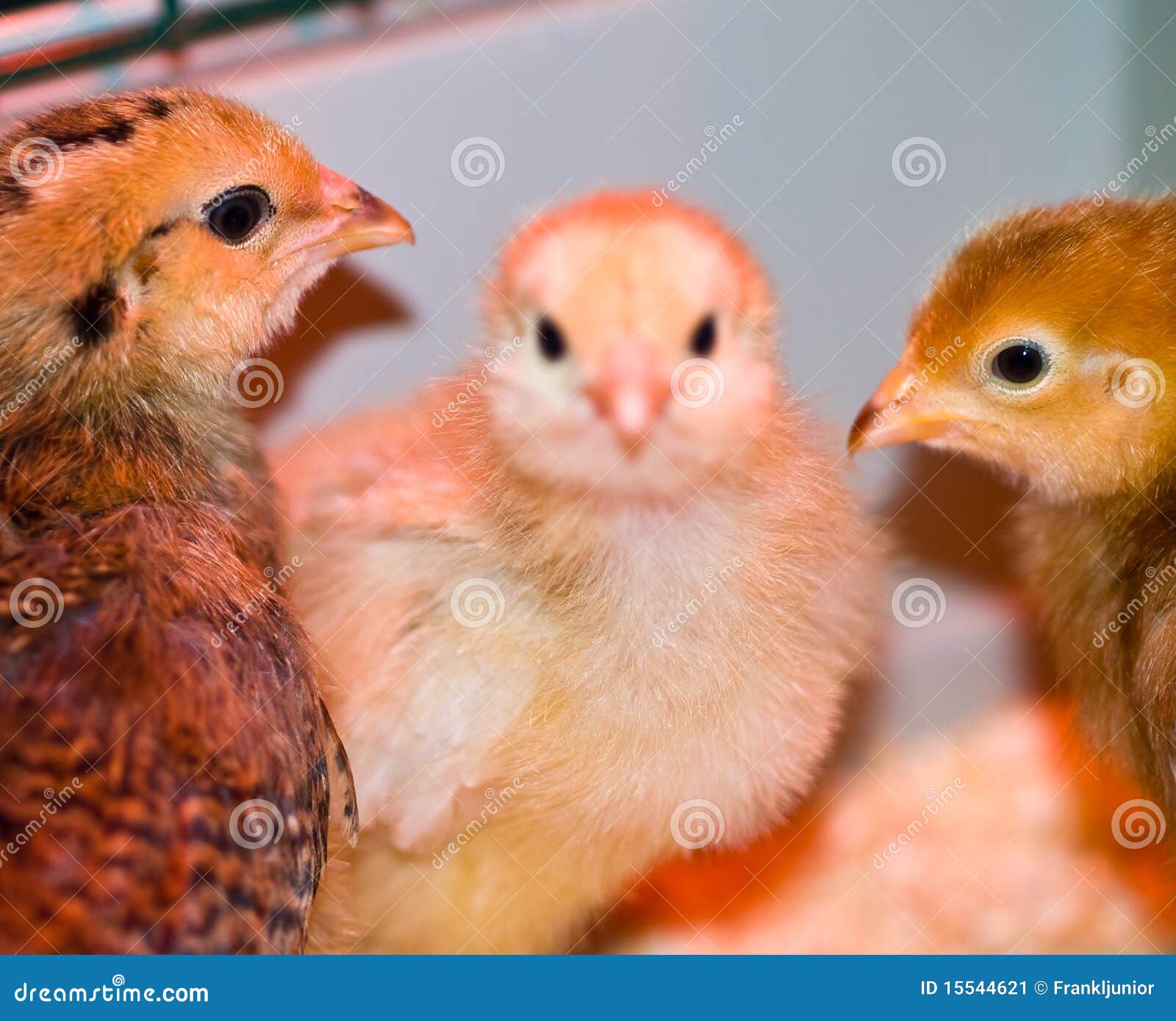 Little Yellow and Orange Fuzzy Chick Stock Image - Image of bird ...
