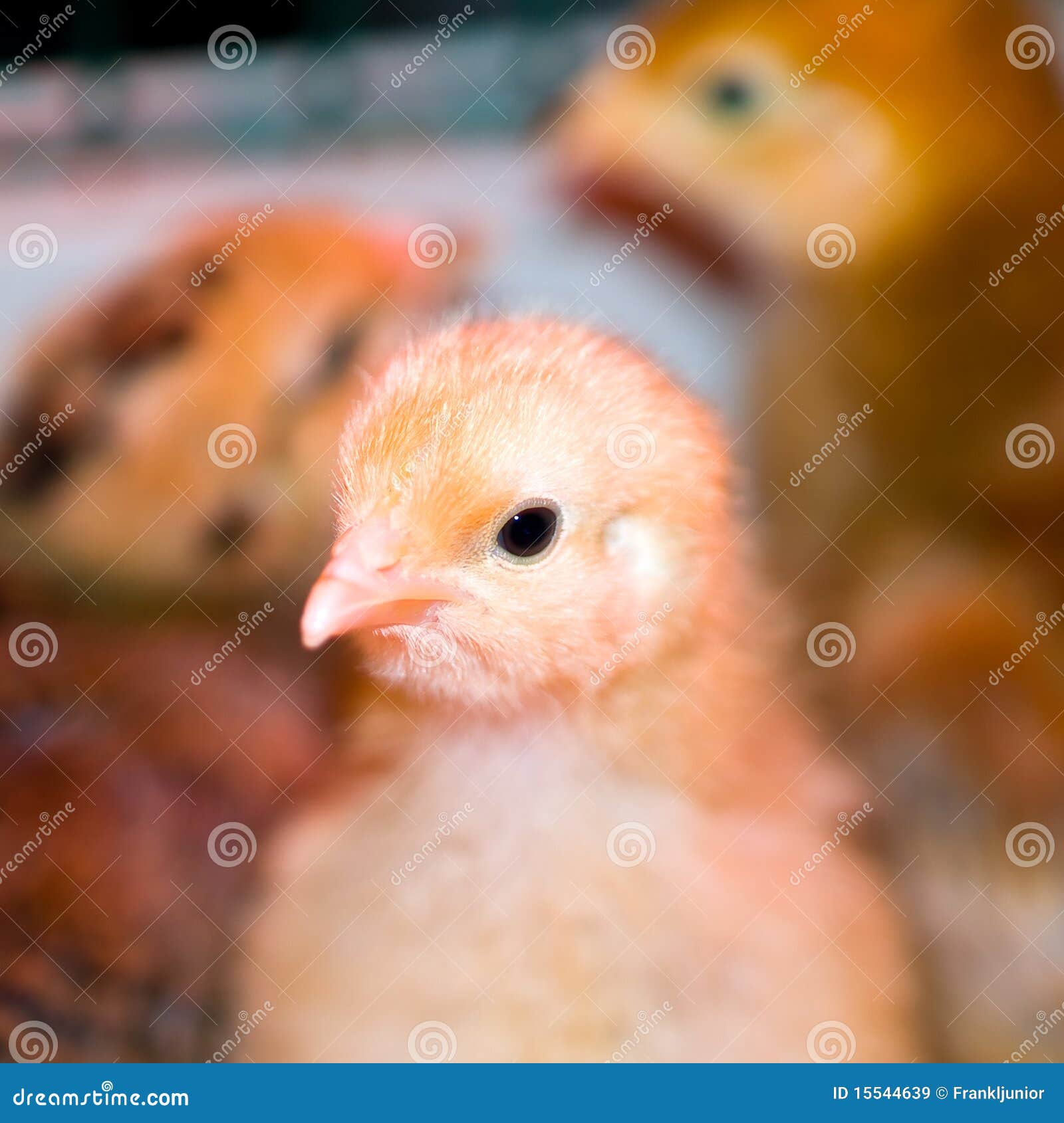 Little Yellow and Orange Fuzzy Chick Stock Image - Image of friends ...