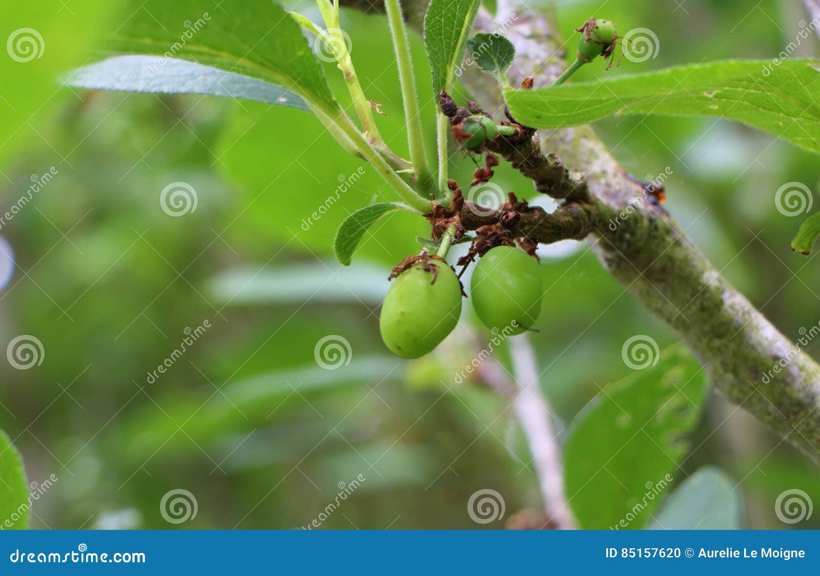 Little Yellow Plum Ripening on a Plum Tree Stock Photo - Image of grow ...