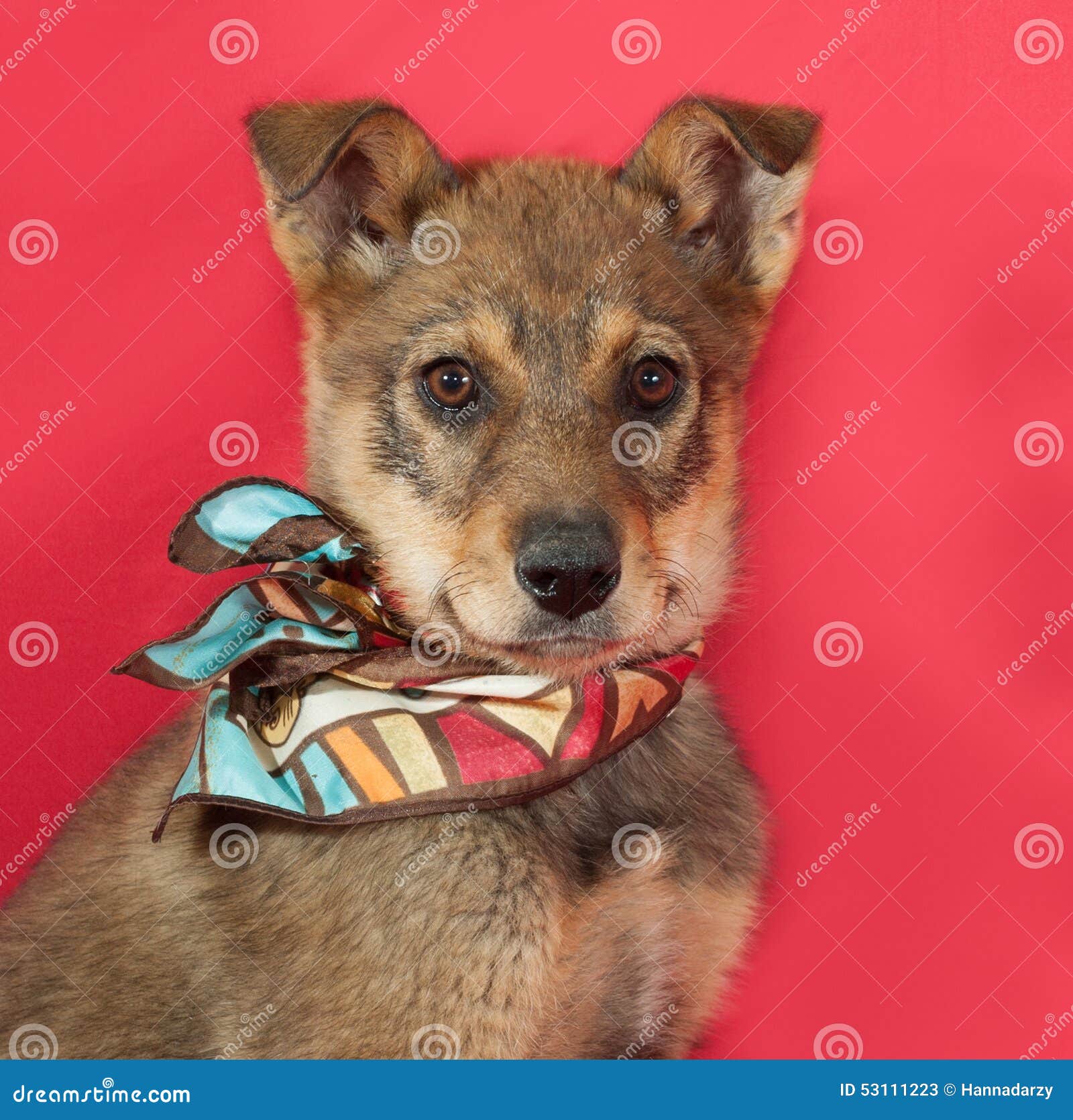 Little yellow puppy on red stock image. Image of adorable - 53111223