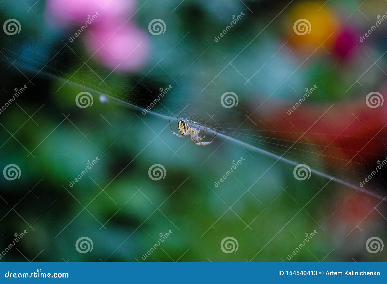 Little Yellow Spider on the Spiderweb Stock Image - Image of beauty ...