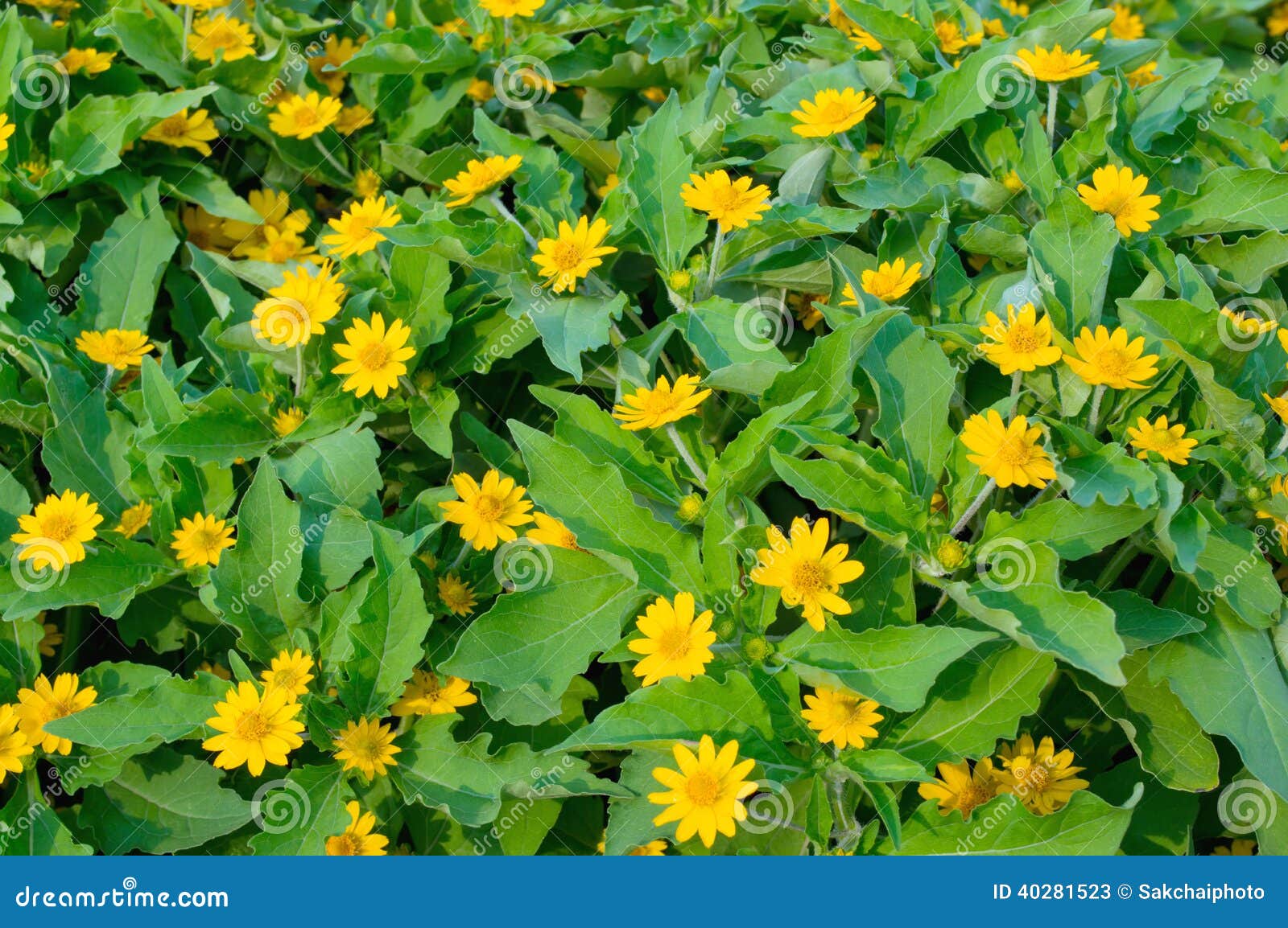 Little yellow star flower stock image. Image of botanical - 40281523