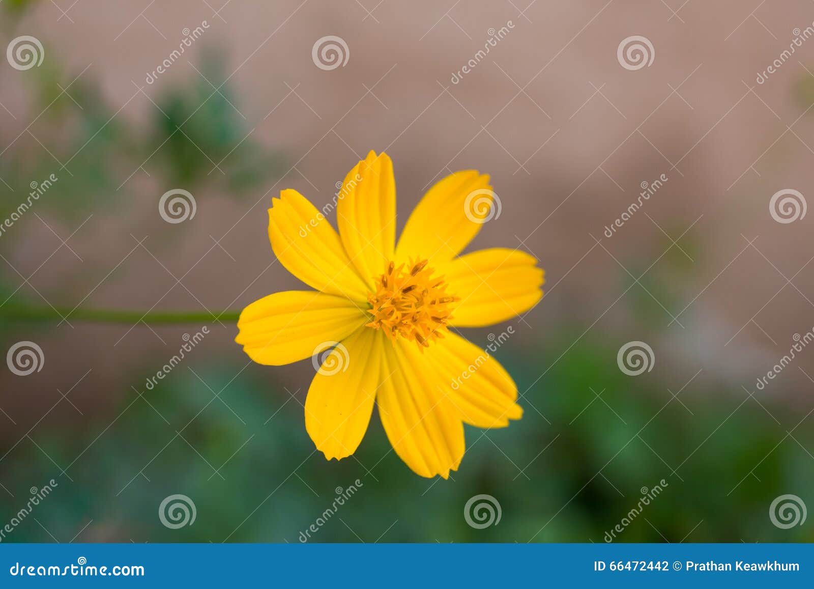 Little yellow star flower stock photo. Image of summer - 66472442