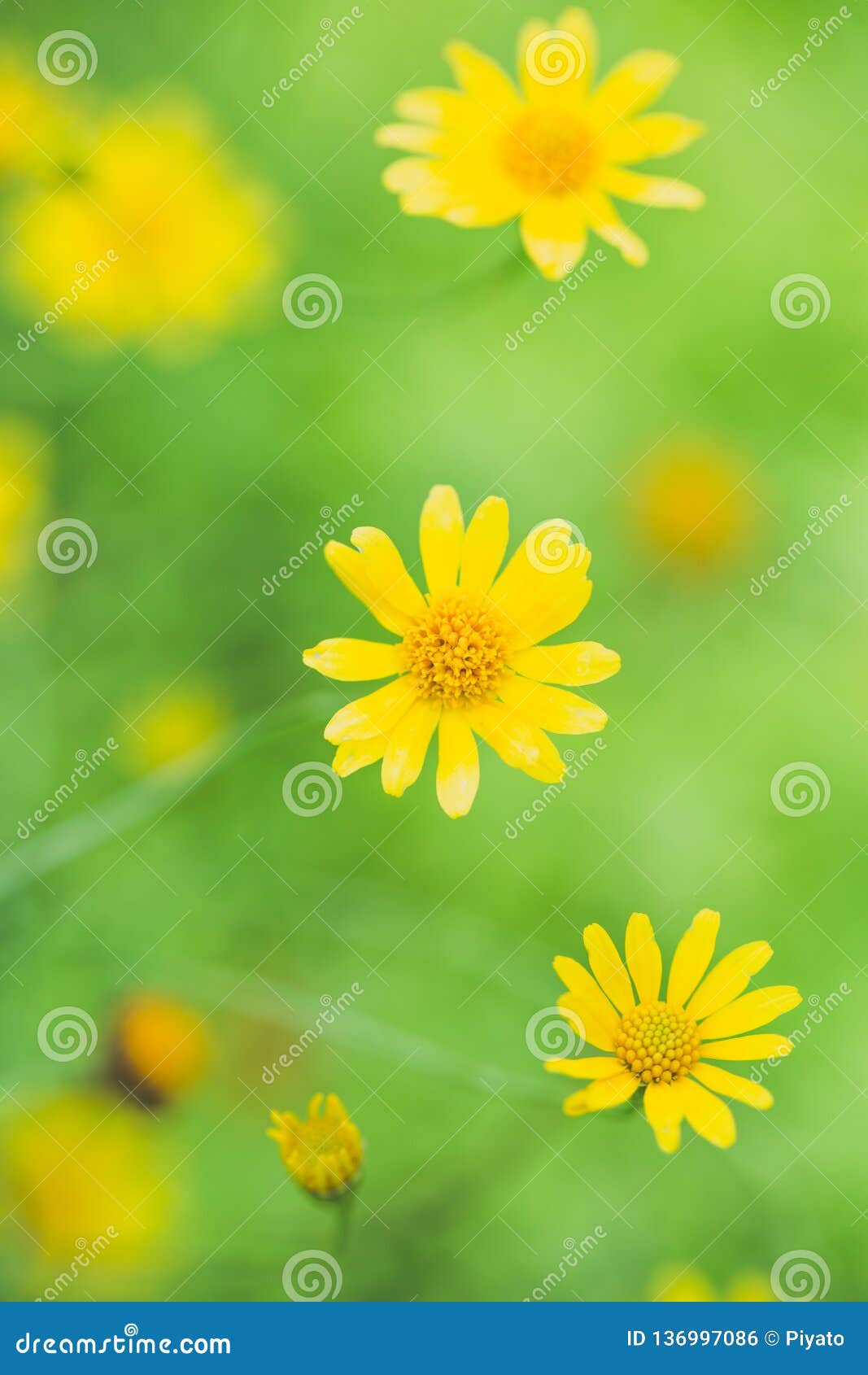 Little Yellow Star Flower in Soft Focus Stock Photo - Image of green ...