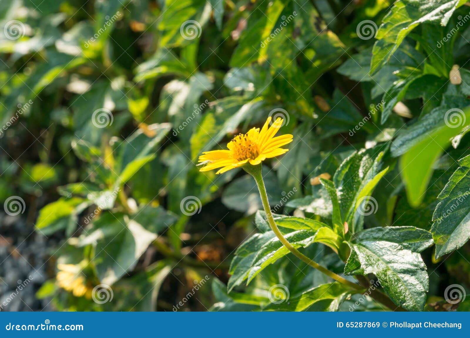 Little yellow star stock image. Image of background, botanical - 65287869