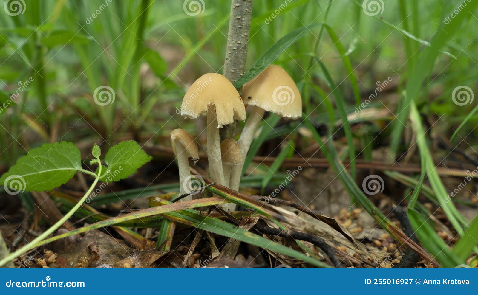 Little Yellow Toadstools among the Grass Stock Image - Image of flower ...