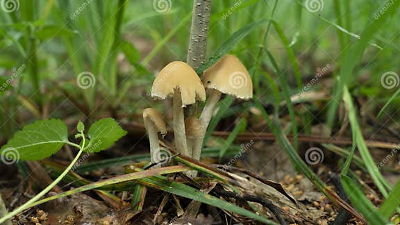 Little Yellow Toadstools among the Grass Stock Image - Image of flower ...