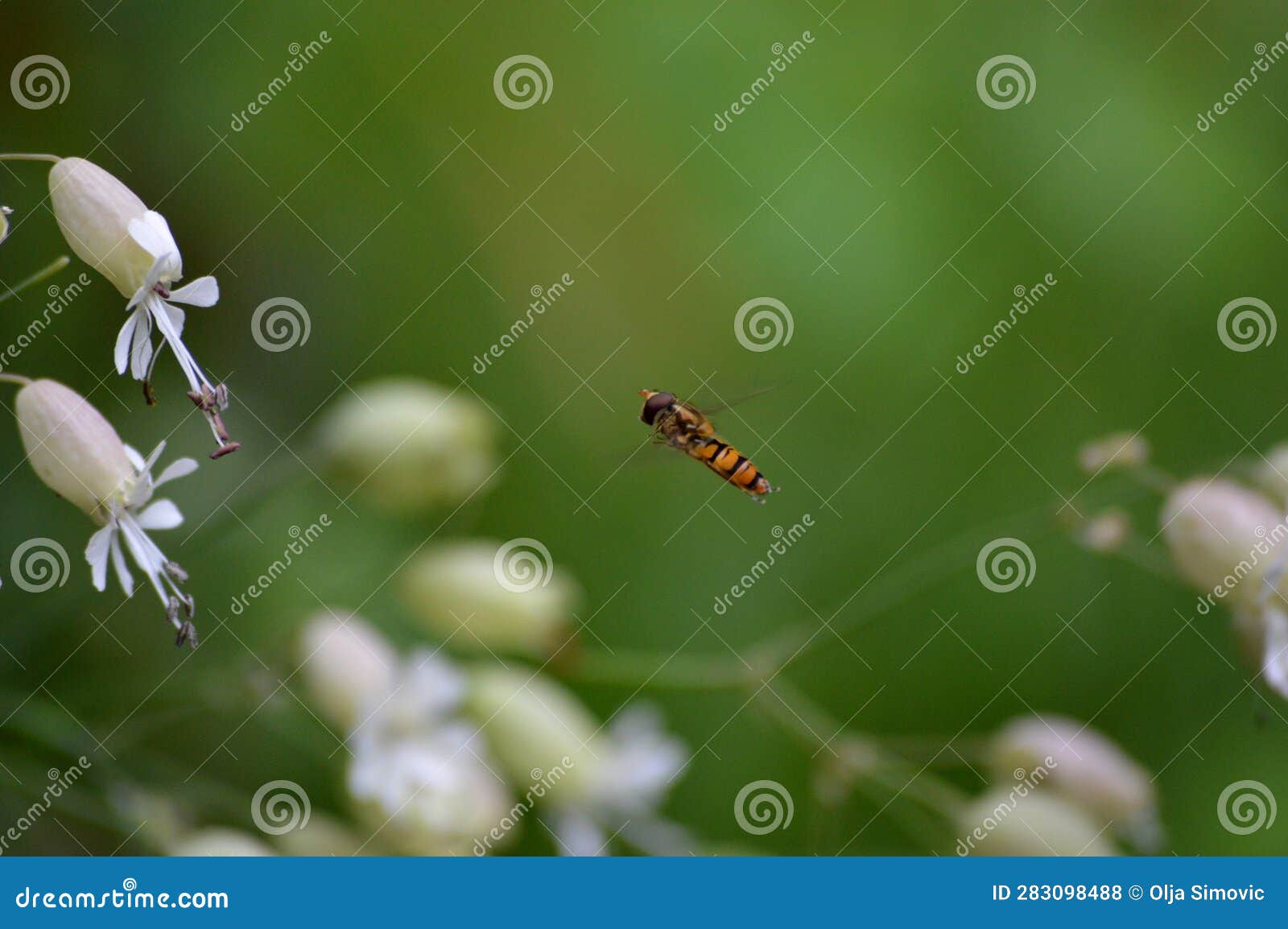 Little Yellow Wasp in Flight Stock Photo - Image of invertebrate ...