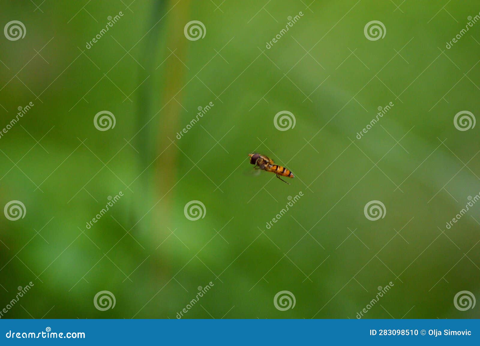 Little Yellow Wasp in Flight Stock Photo - Image of flower, nature ...