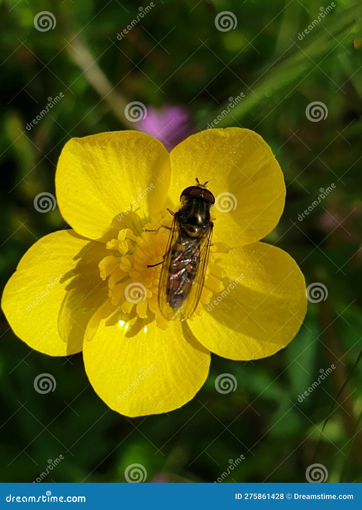 Little Yellow Wildflower and a Fly Stock Photo - Image of wildflower ...