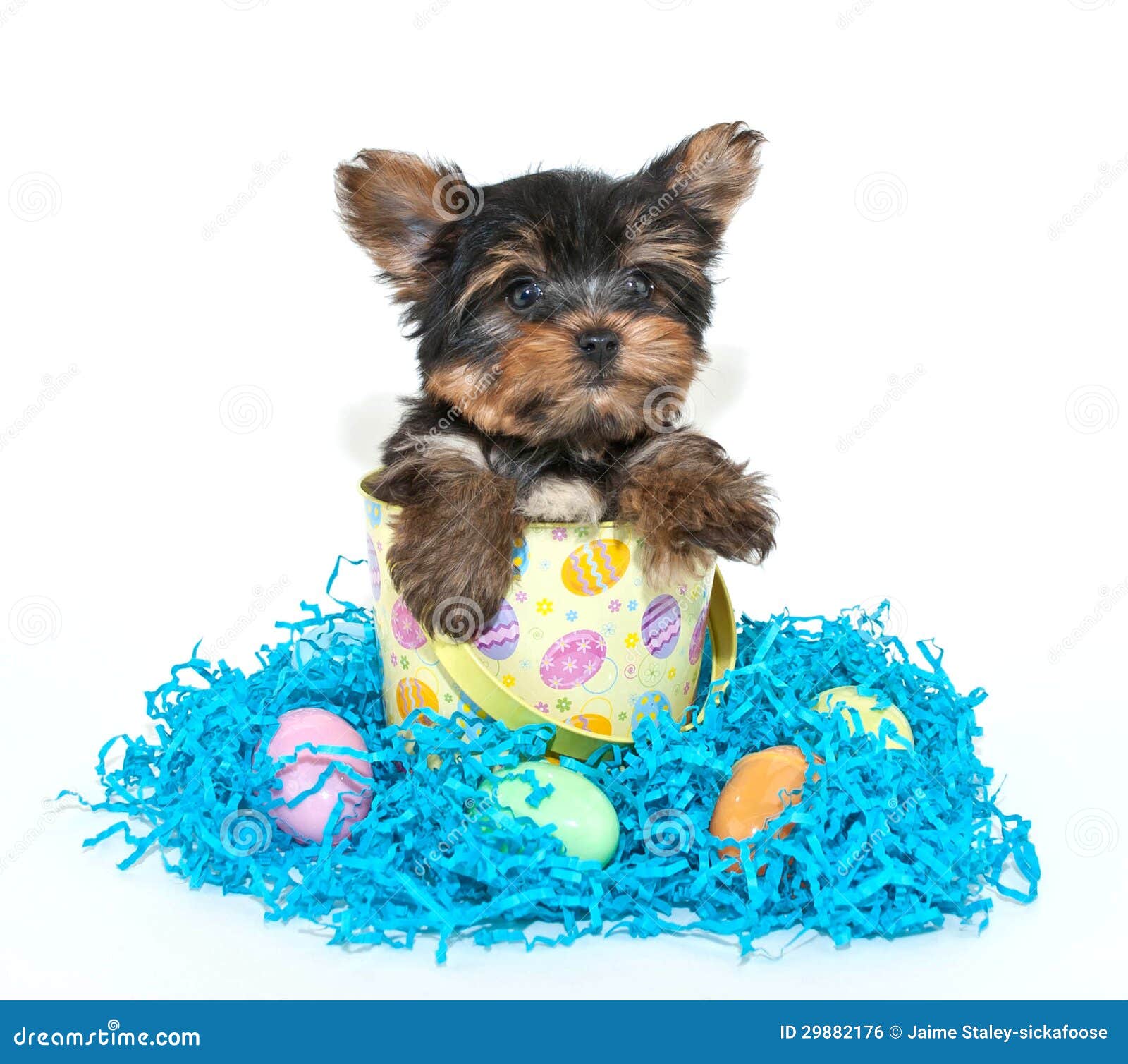 Yorkie Puppy On White Gradient Background Royalty-Free Stock ...